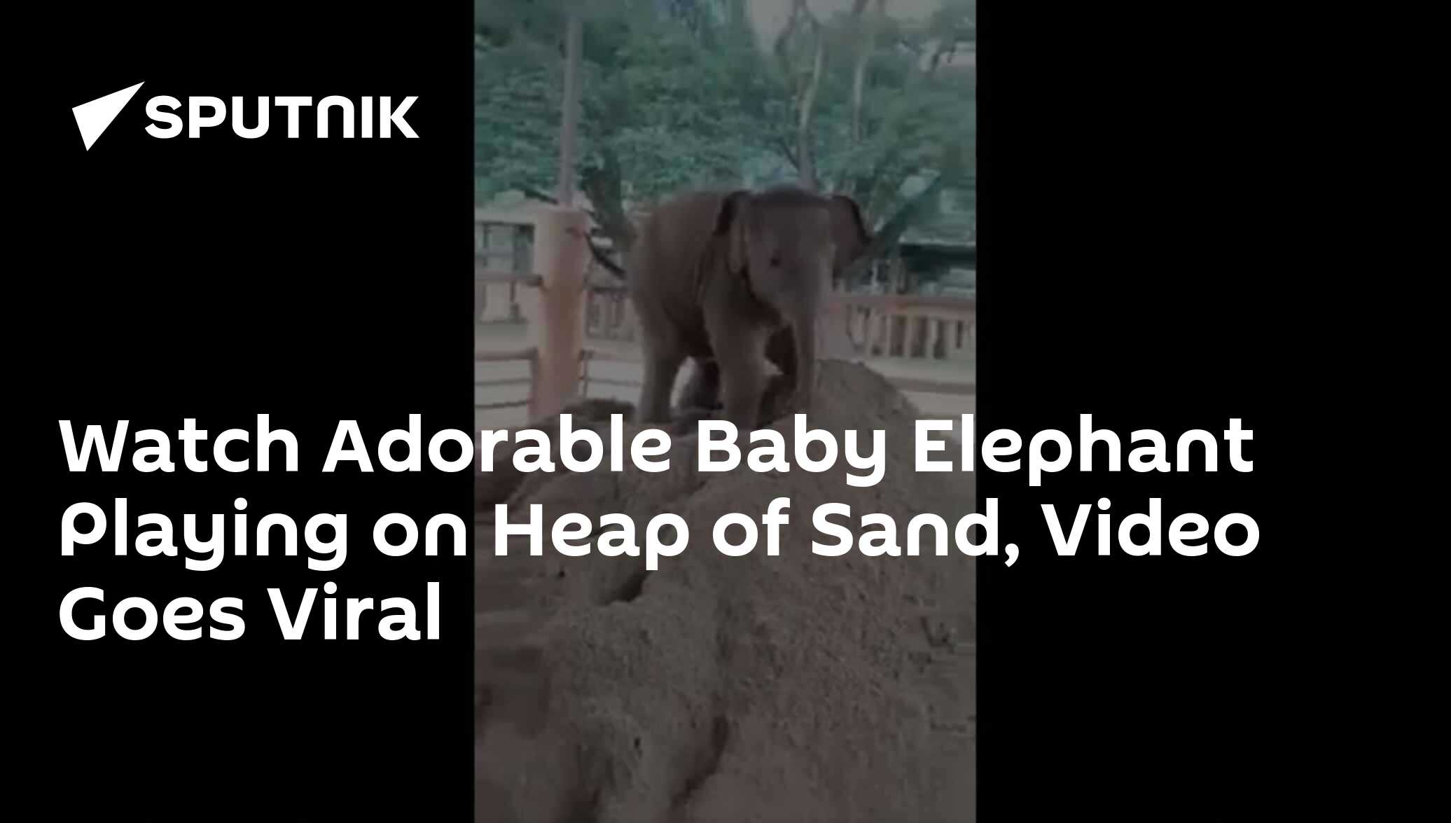 Watch Adorable Baby Elephant Playing on Heap of Sand, Video Goes Viral ...