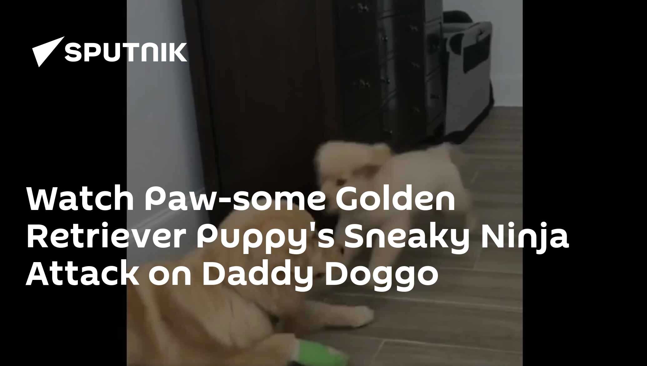 Watch Paw-some Golden Retriever Puppy's Sneaky Ninja Attack on Daddy ...