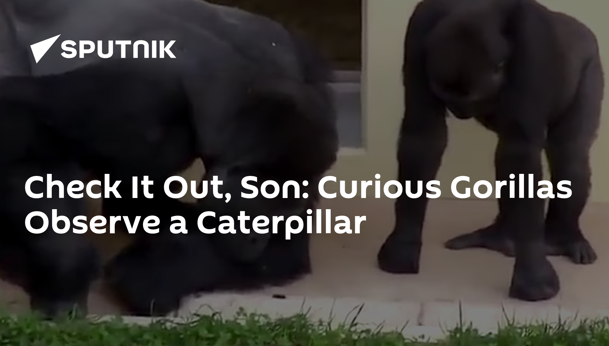 Check It Out, Son: Curious Gorillas Observe a Caterpillar
