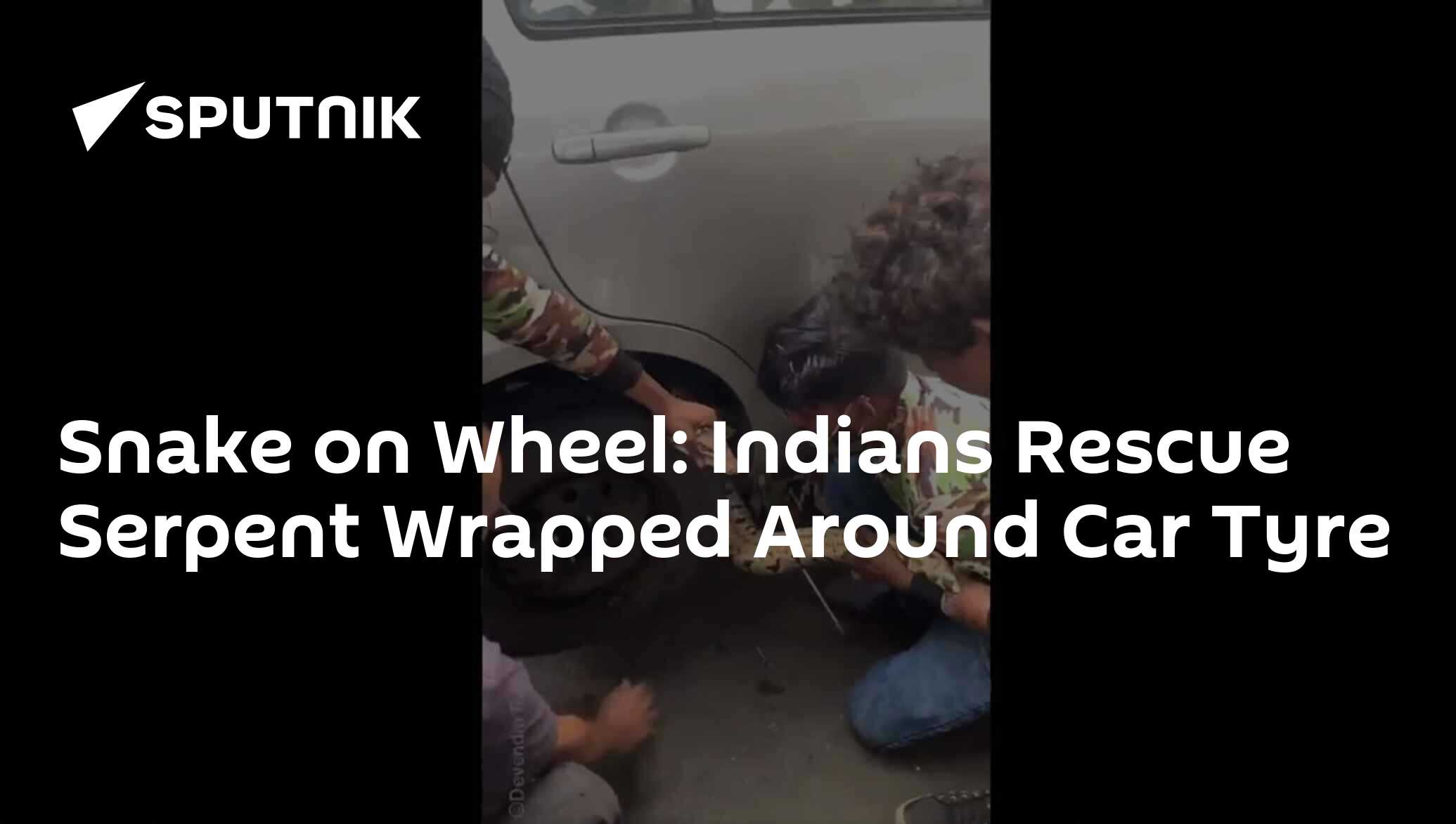 Snake on Wheel: Indians Rescue Serpent Wrapped Around Car Tyre - 23.09. ...