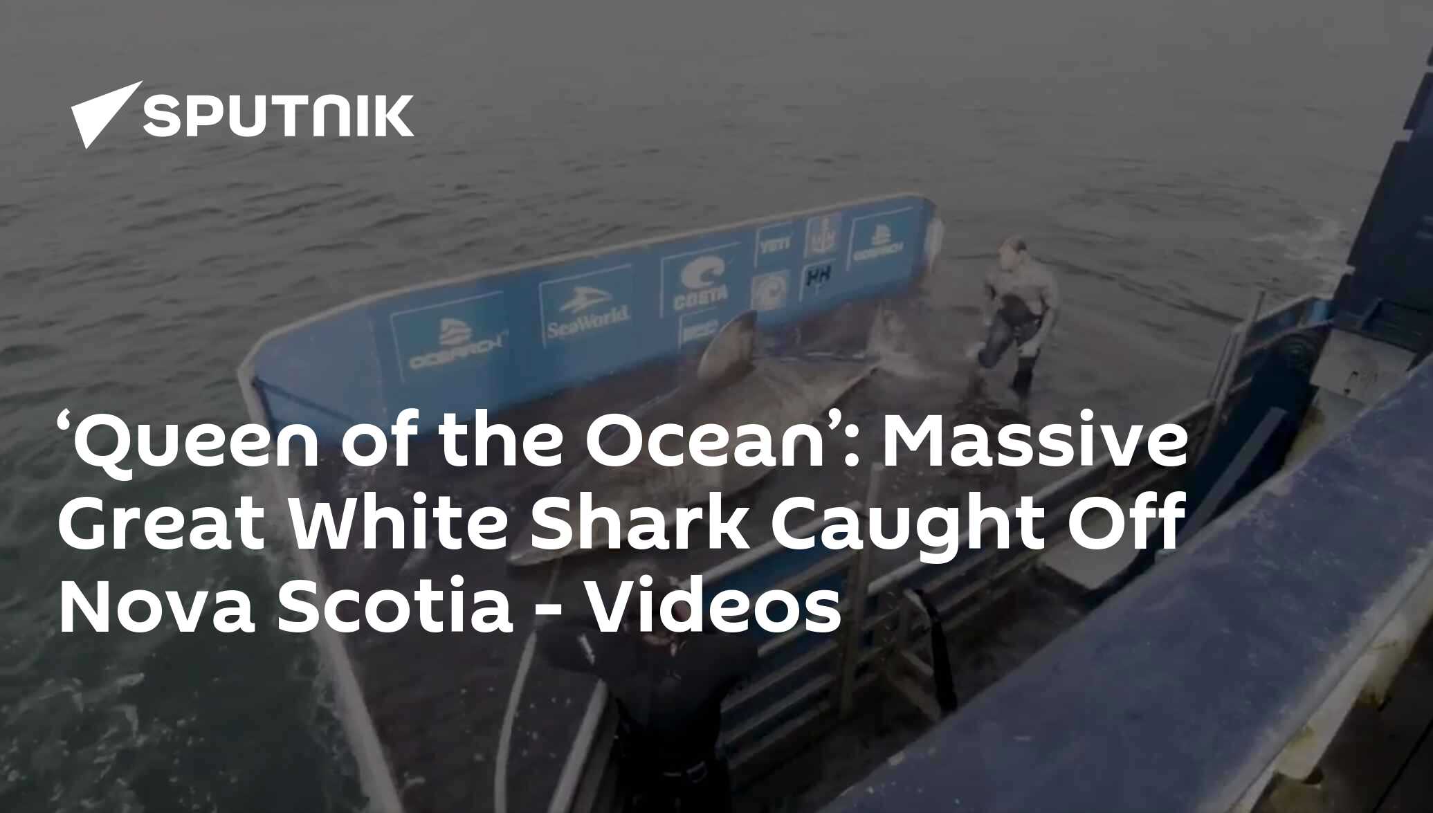 ‘Queen of the Ocean’: Massive Great White Shark Caught Off Nova Scotia ...