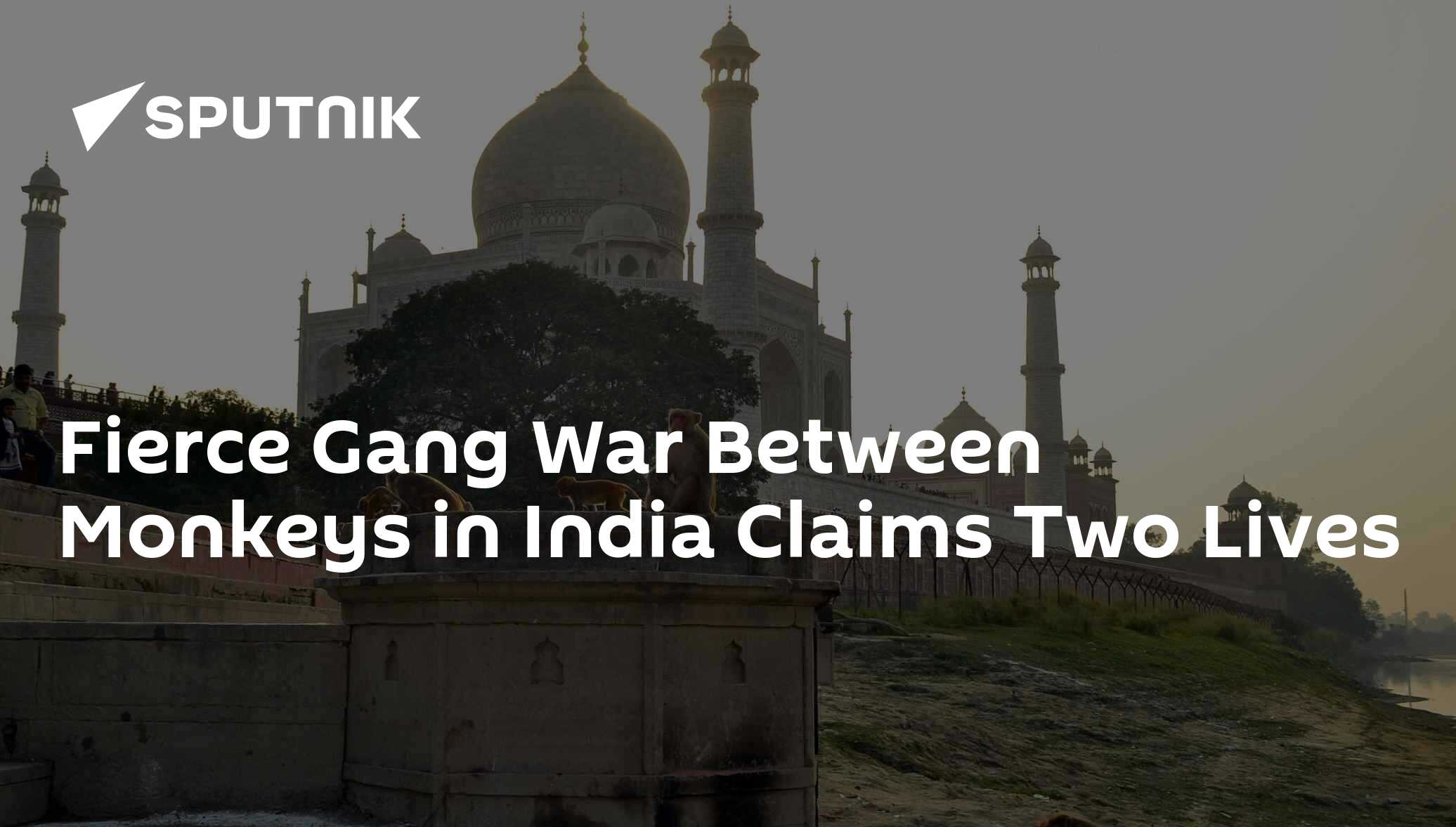Fierce Gang War Between Monkeys in India Claims Two Lives - 06.10.2020 ...
