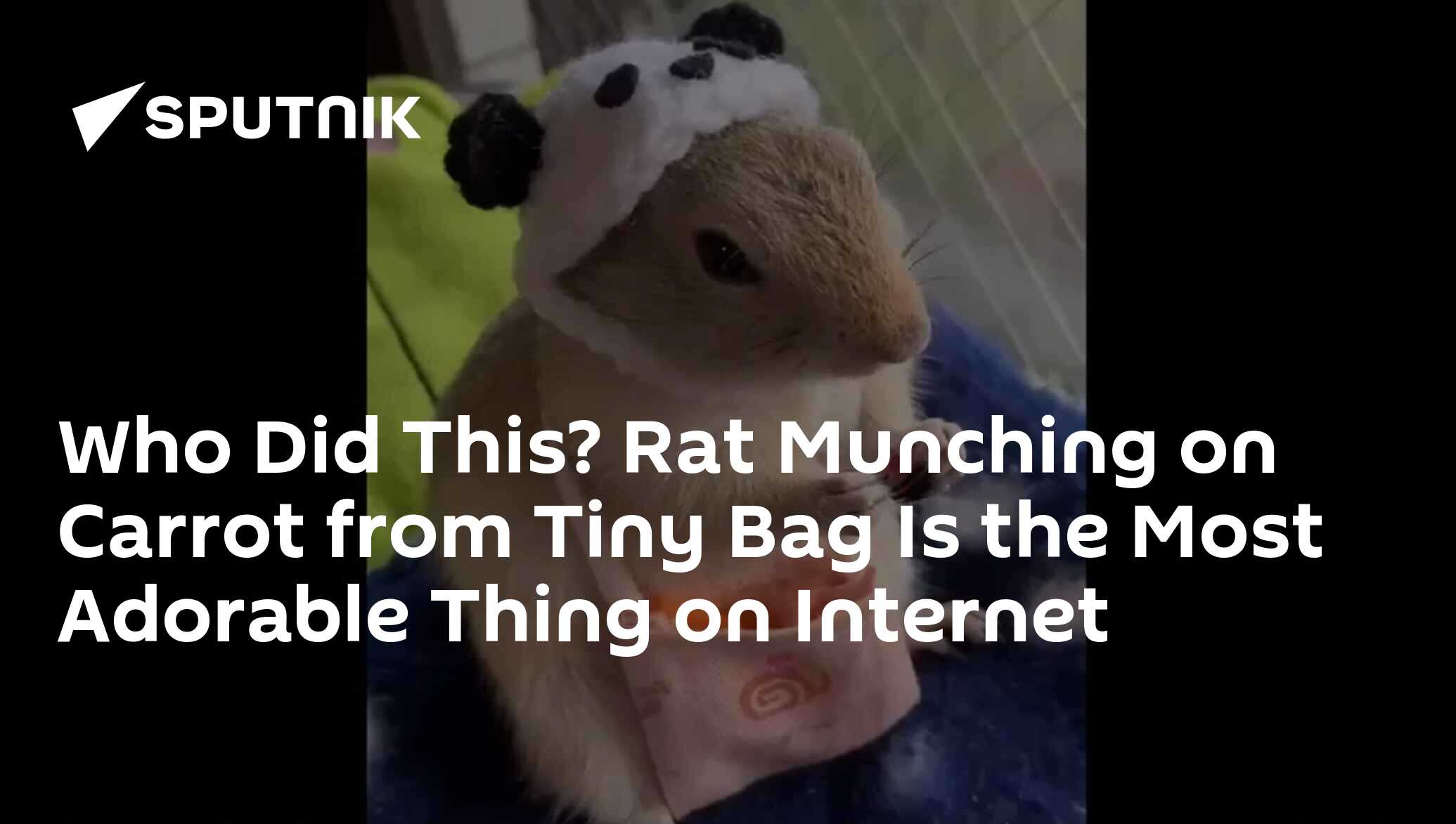 Who Did This? Rat Munching on Carrot from Tiny Bag Is the Most Adorable ...