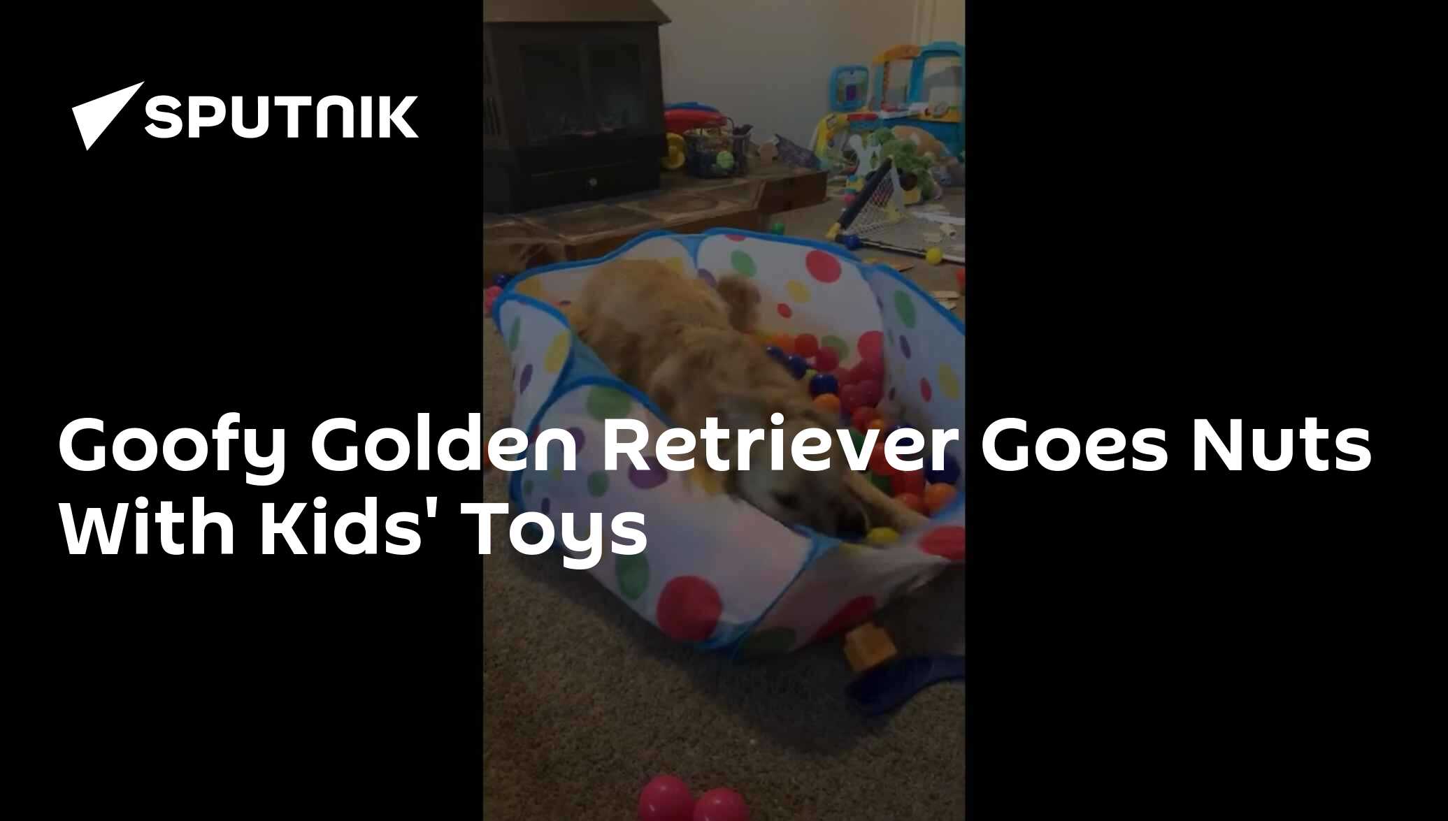 Goofy Golden Retriever Goes Nuts With Kids' Toys