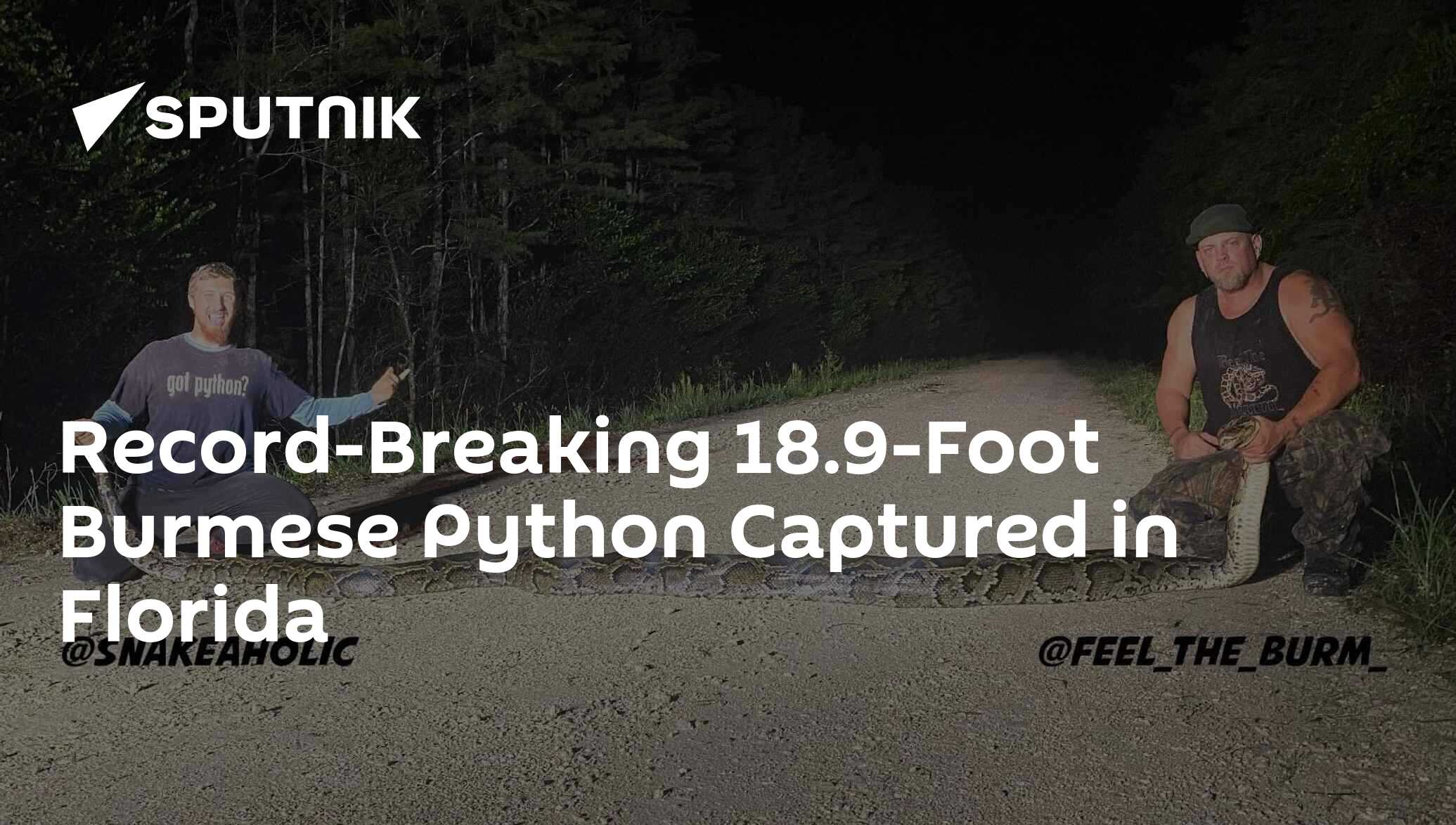 Record-Breaking 18.9-Foot Burmese Python Captured in Florida