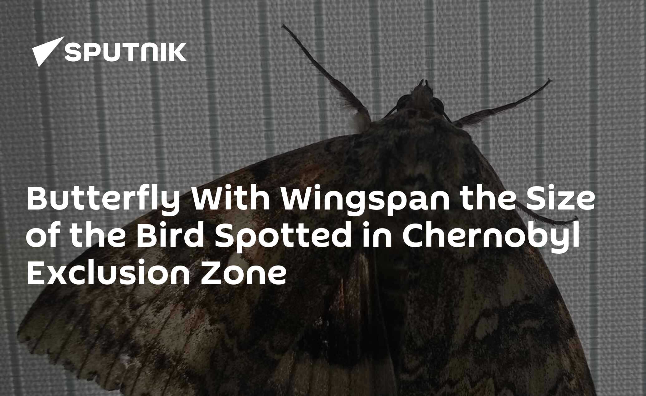 Butterfly With Wingspan the Size of the Bird Spotted in Chernobyl ...