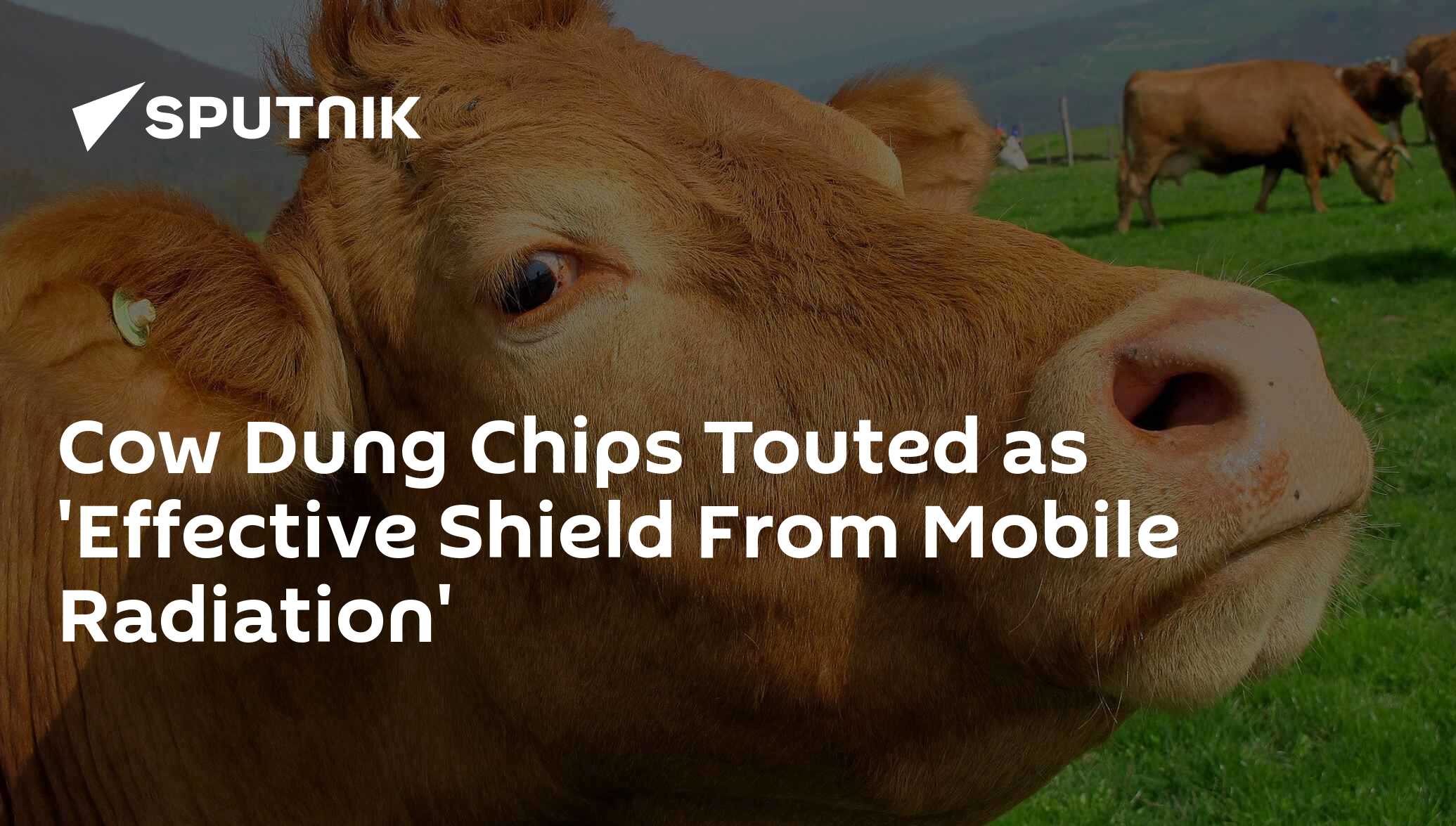 Cow Dung Chips Touted as 'Effective Shield From Mobile Radiation' - 13. ...