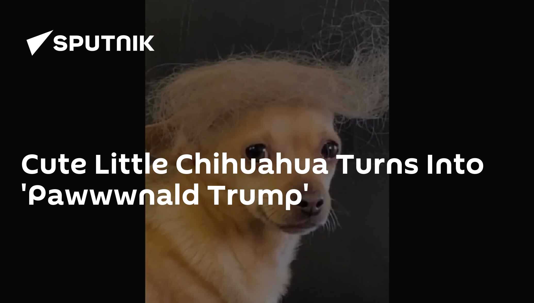 Cute Little Chihuahua Turns Into 'Pawwwnald Trump' - 14.10.2020 ...