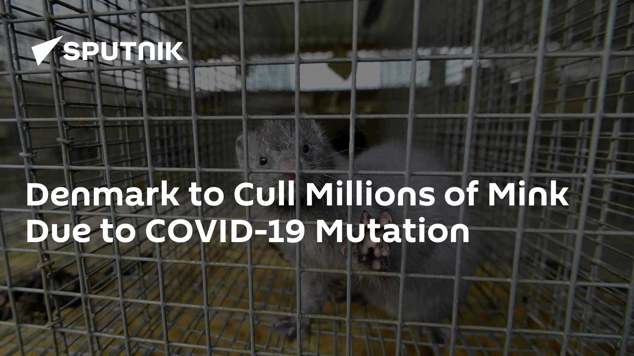 Denmark to Cull Millions of Mink Due to COVID-19 Mutation