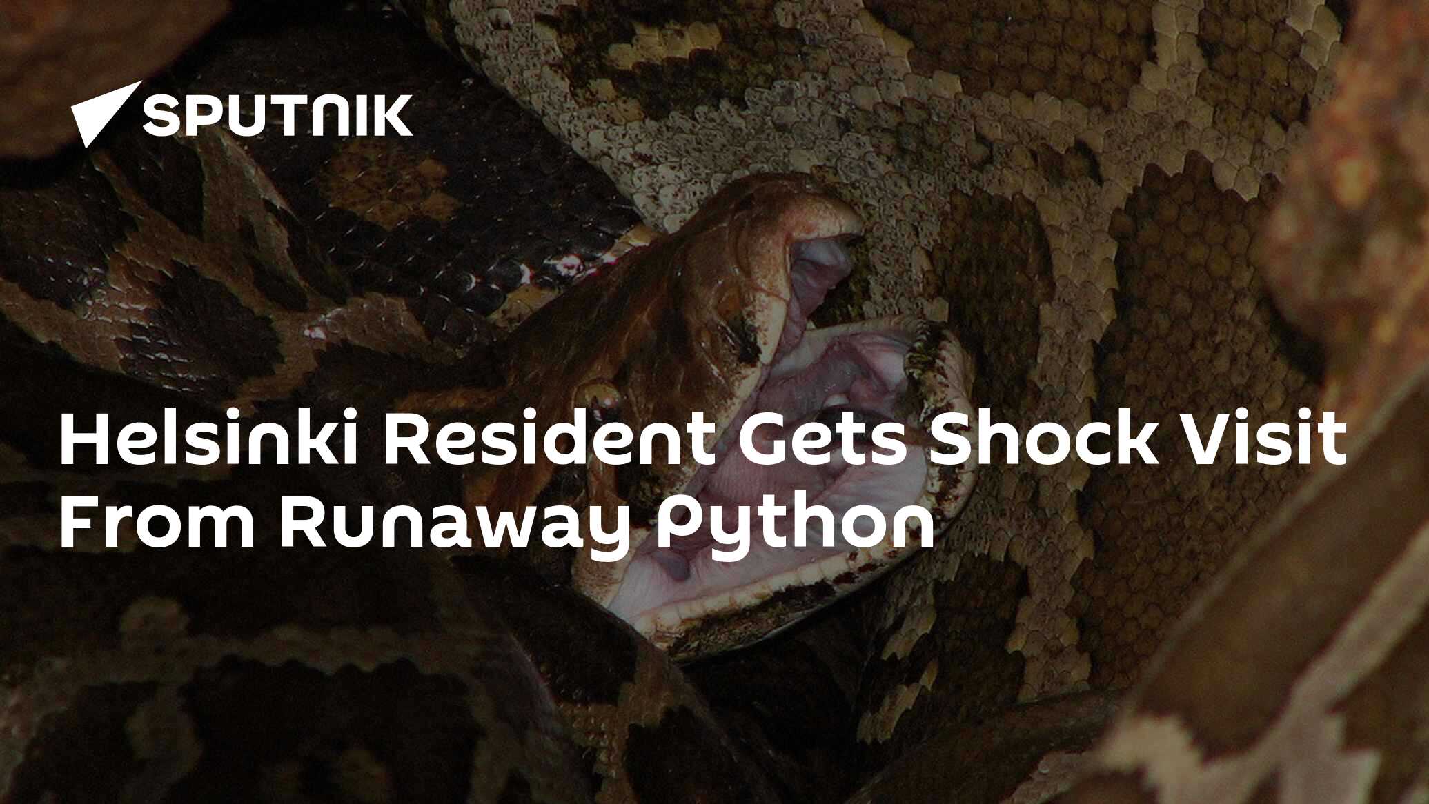 Helsinki Resident Gets Shock Visit From Runaway Python