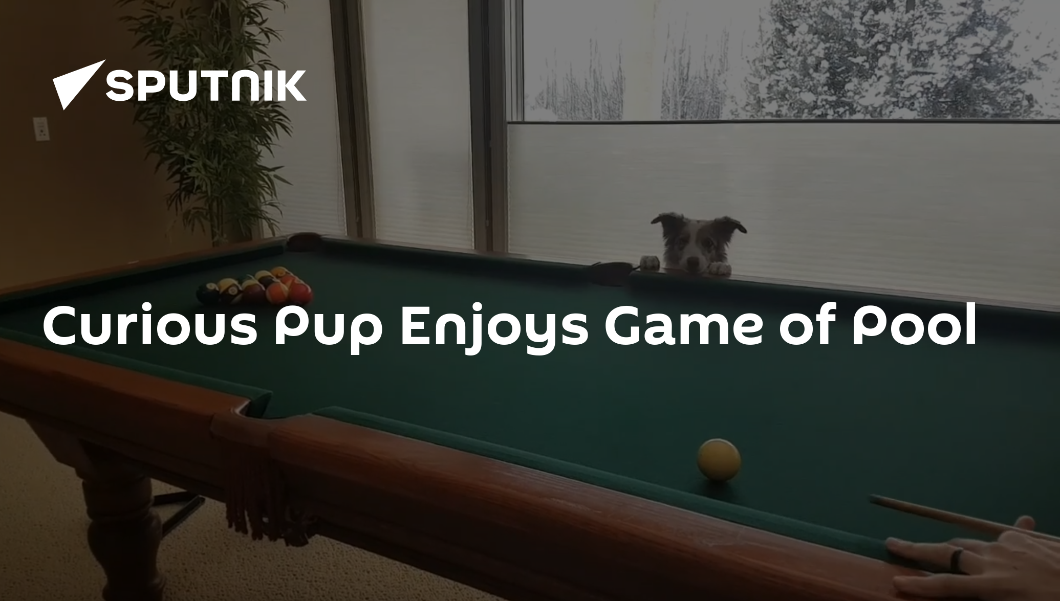 Curious Pup Enjoys Game of Pool