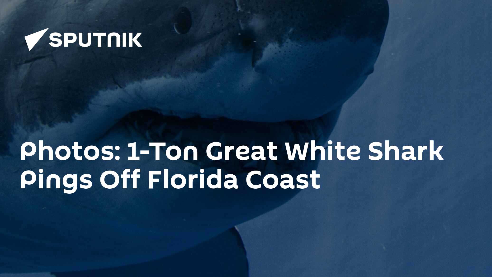 Photos: 1-Ton Great White Shark Pings Off Florida Coast