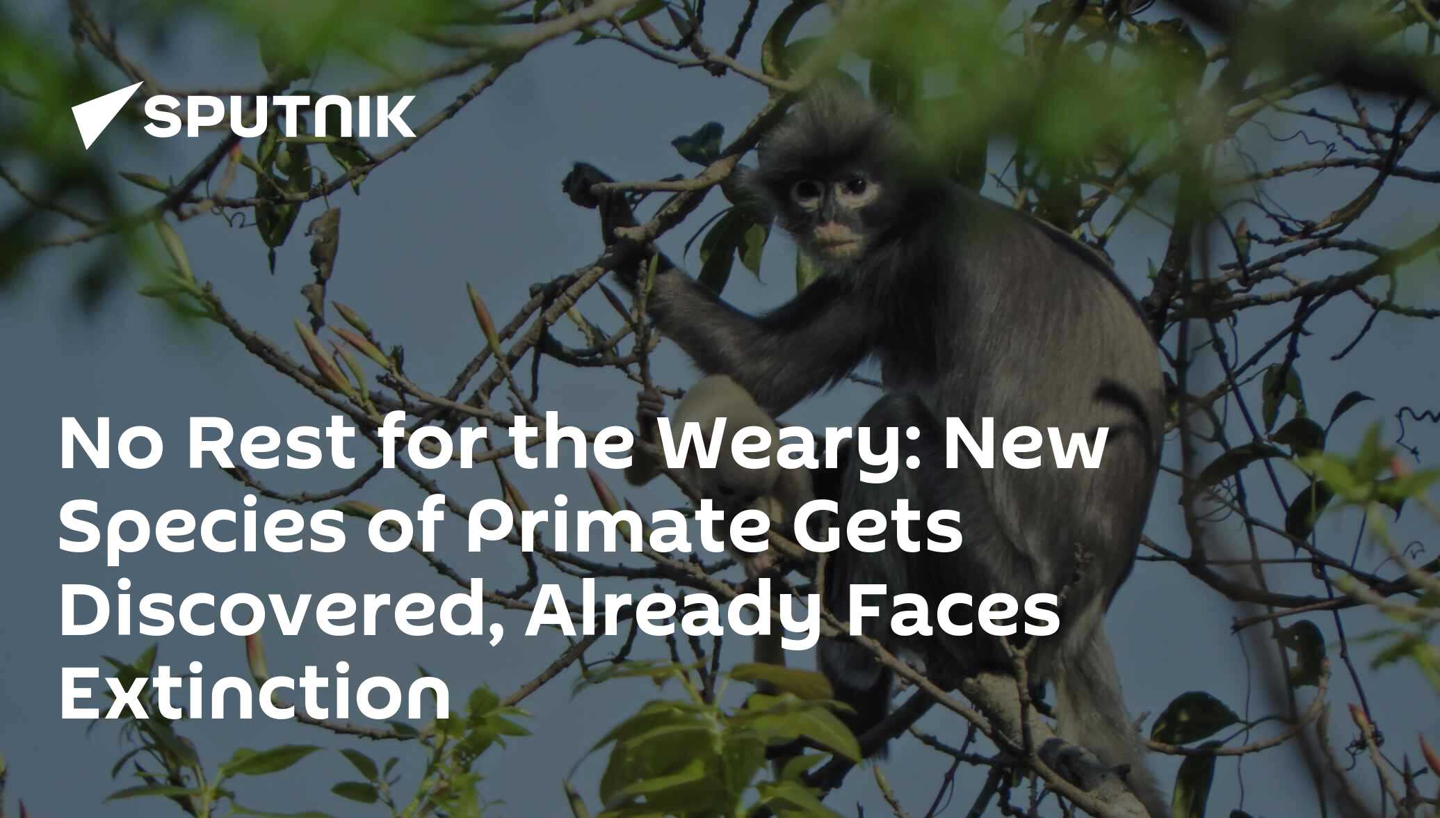 No Rest for the Weary: New Species of Primate Gets Discovered, Already ...