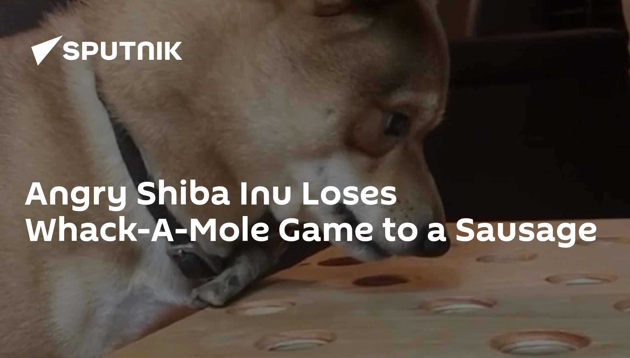 Angry Shiba Inu Loses Whack-A-Mole Game to a Sausage