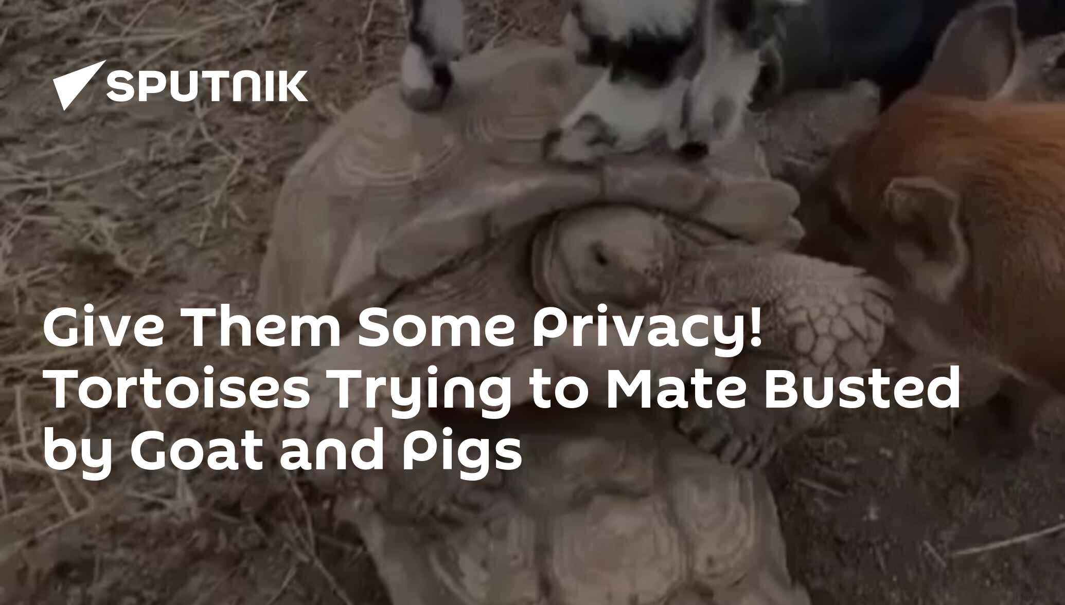 Give Them Some Privacy! Tortoises Trying to Mate Busted by Goat and ...