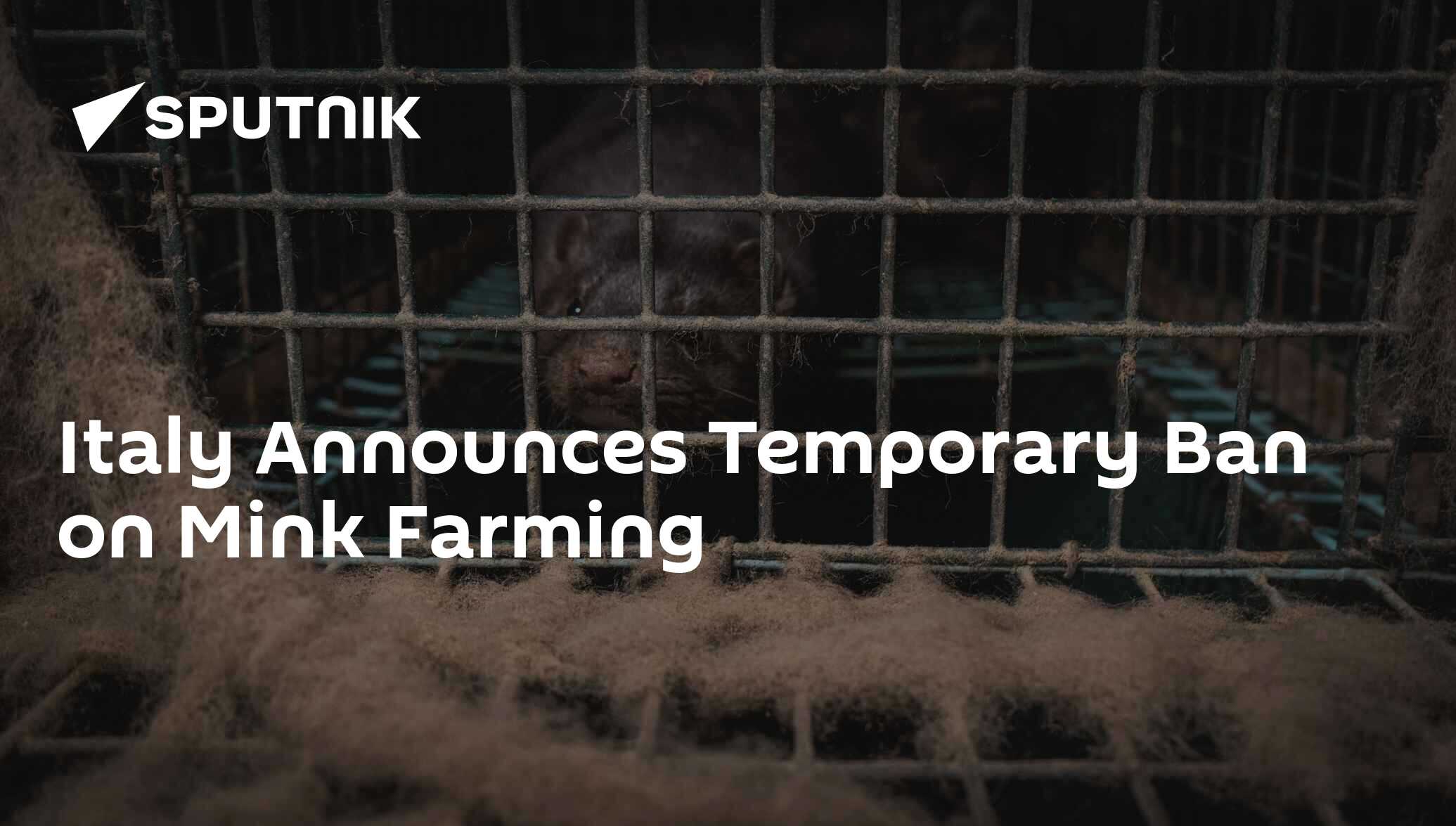 Italy Announces Temporary Ban on Mink Farming