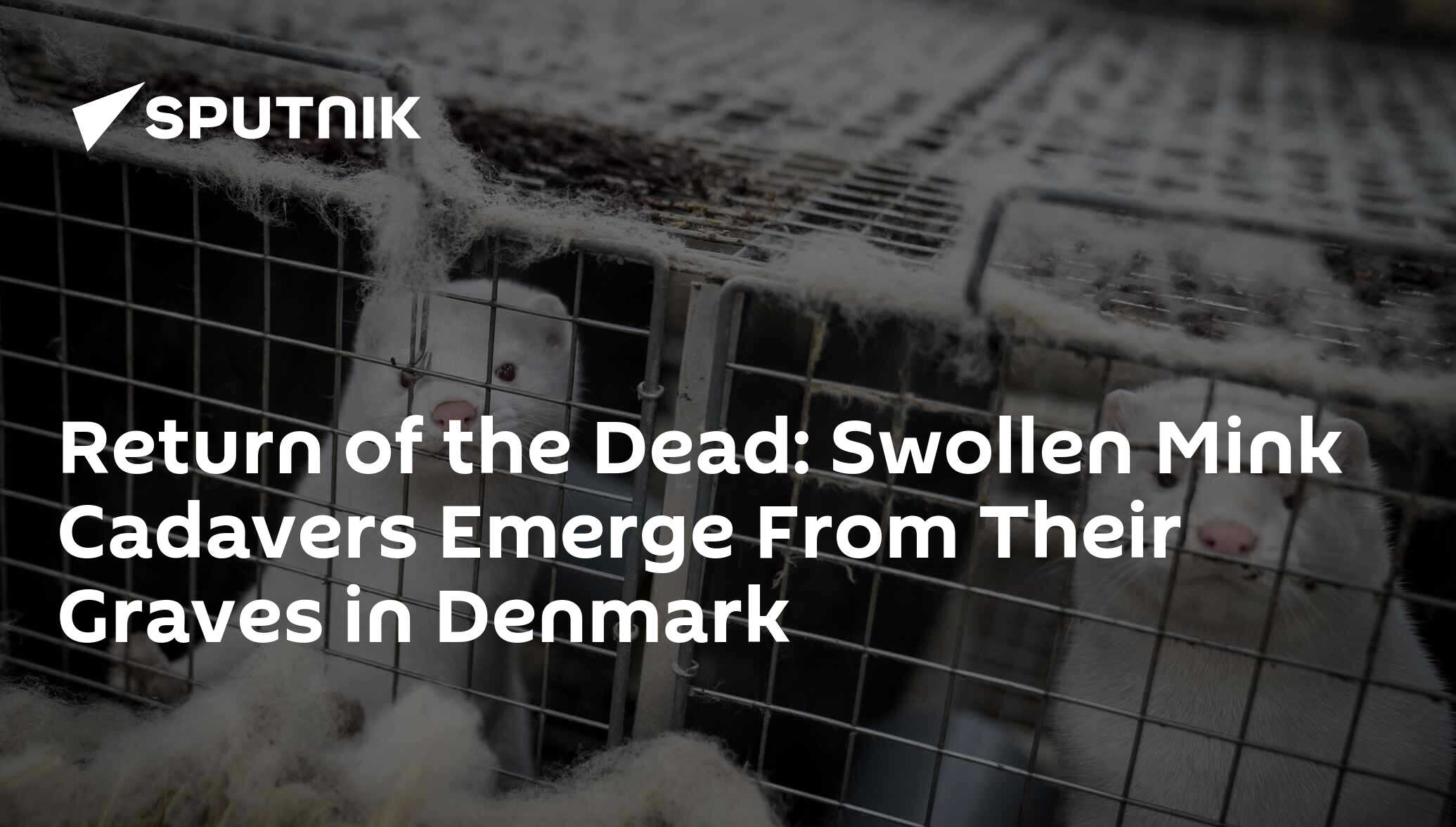 Return of the Dead: Swollen Mink Cadavers Emerge From Their Graves in ...