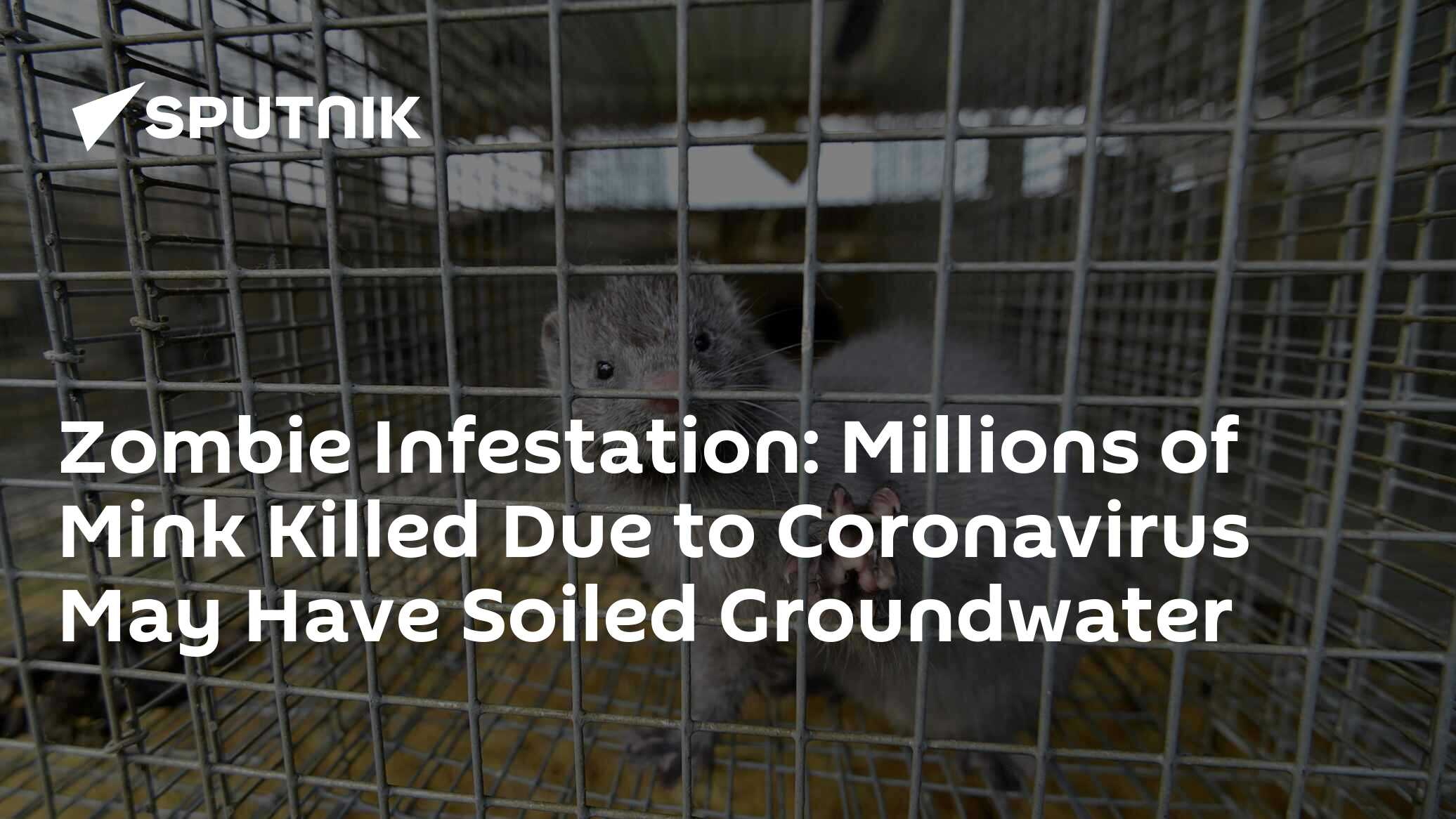 Zombie Infestation: Millions of Mink Killed Due to Coronavirus May Have ...