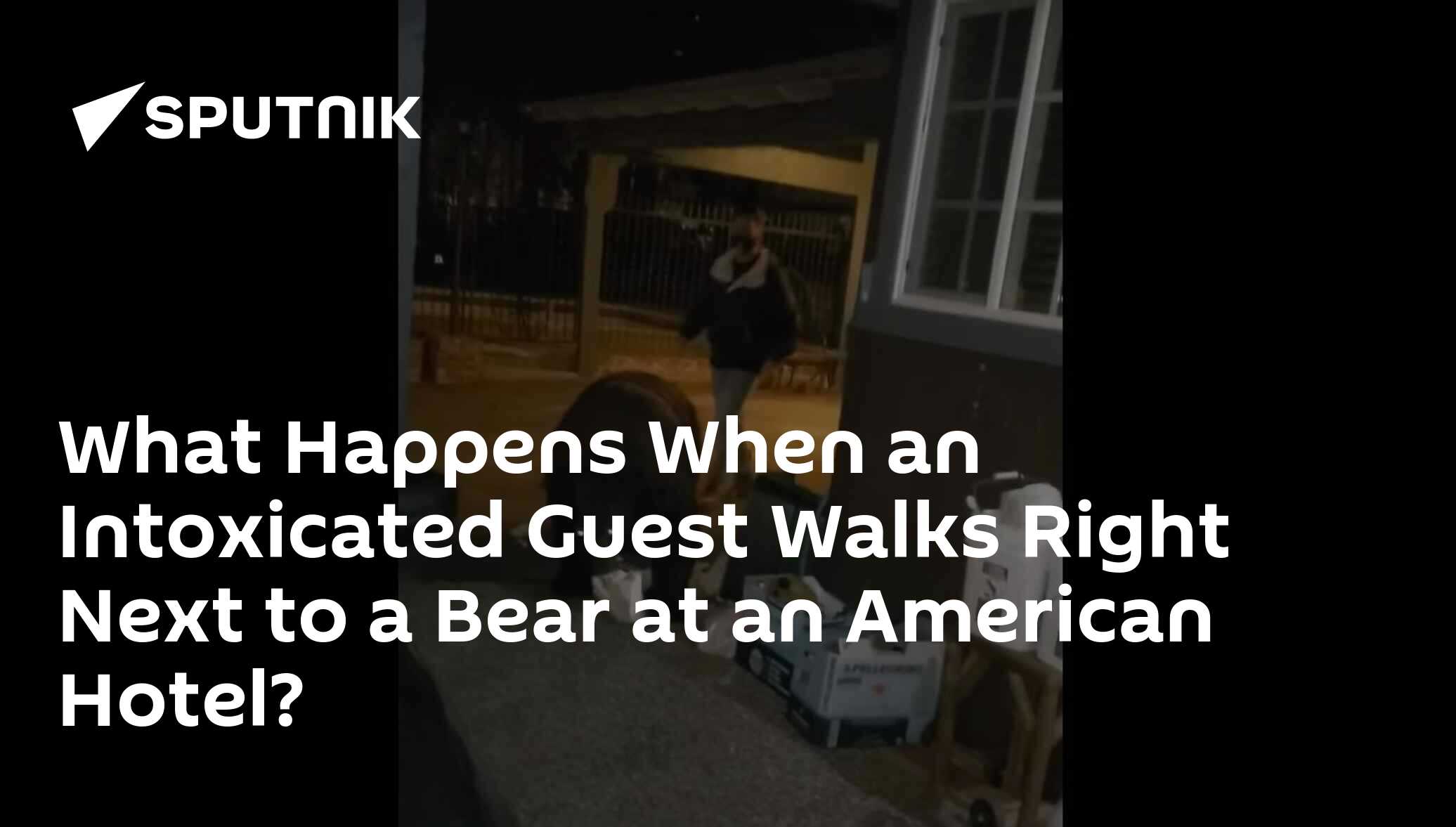 What Happens When an Intoxicated Guest Walks Right Next to a Bear at an ...