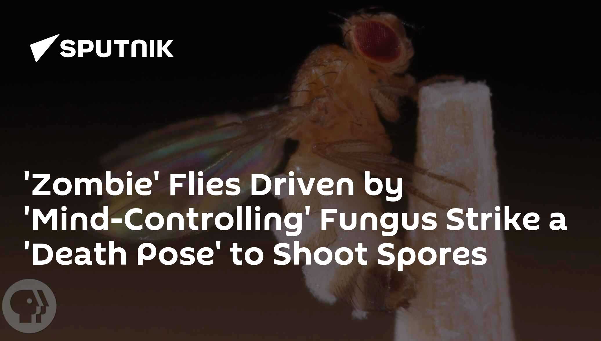'Zombie' Flies Driven by 'Mind-Controlling' Fungus Strike a 'Death Pose ...