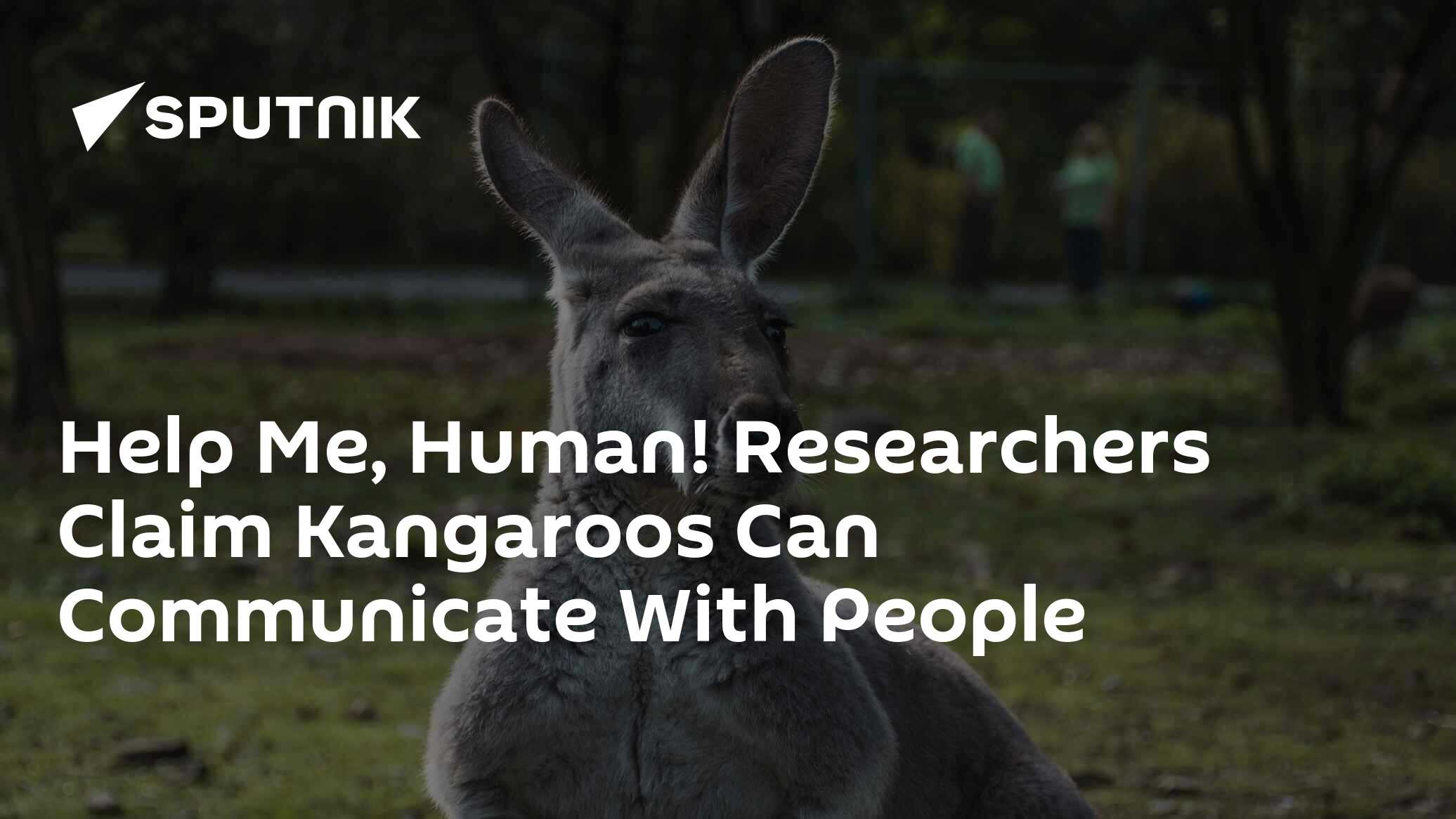 Help Me, Human! Researchers Claim Kangaroos Can Communicate With People