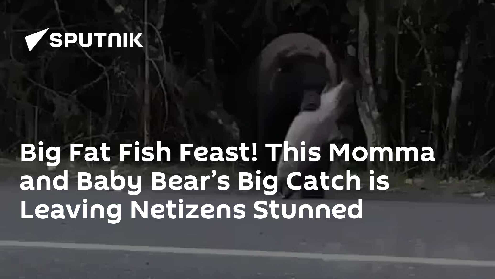 Big Fat Fish Feast! This Momma and Baby Bear’s Big Catch is Leaving ...