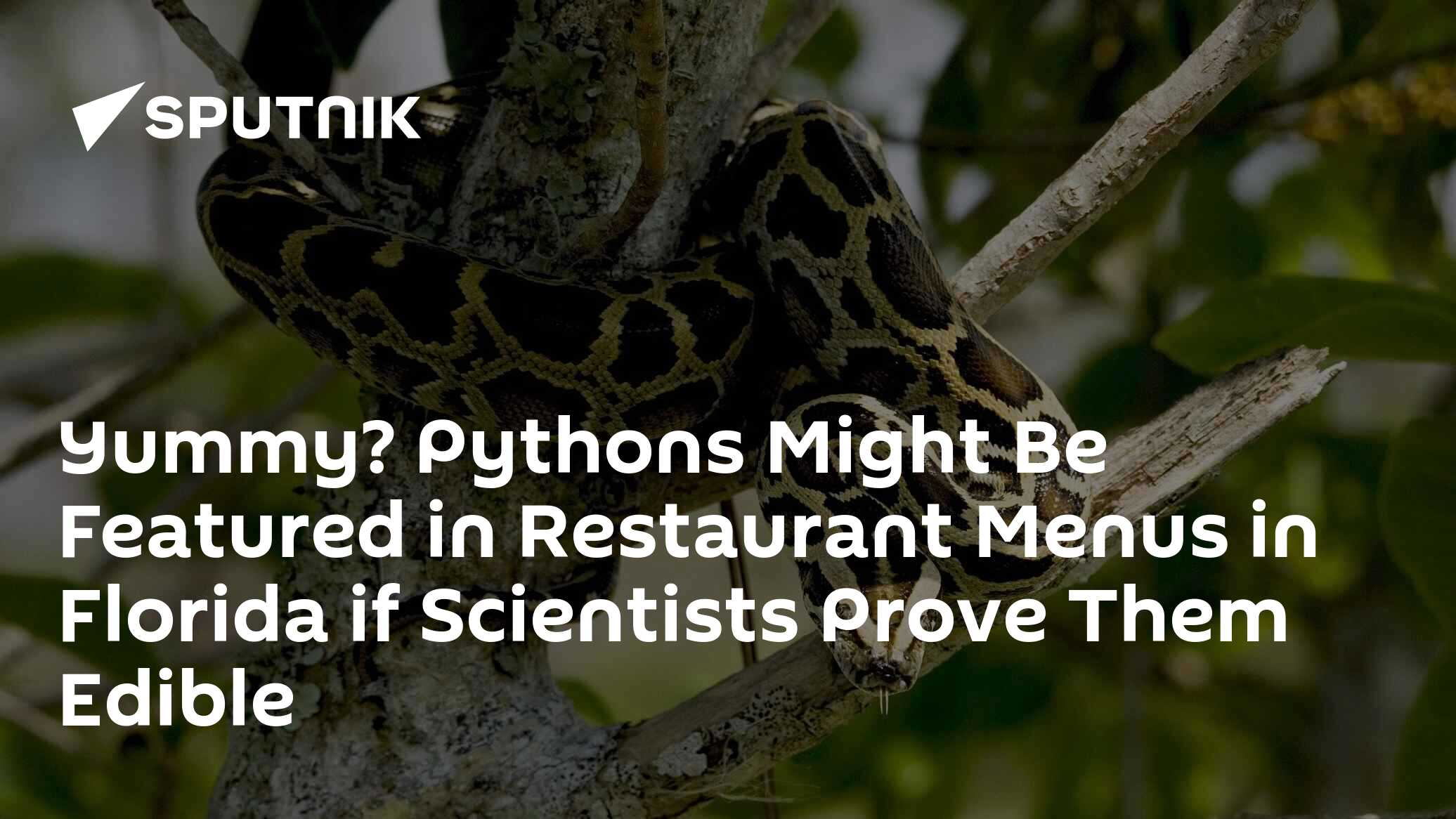 Yummy? Pythons Might Be Featured in Restaurant Menus in Florida if ...