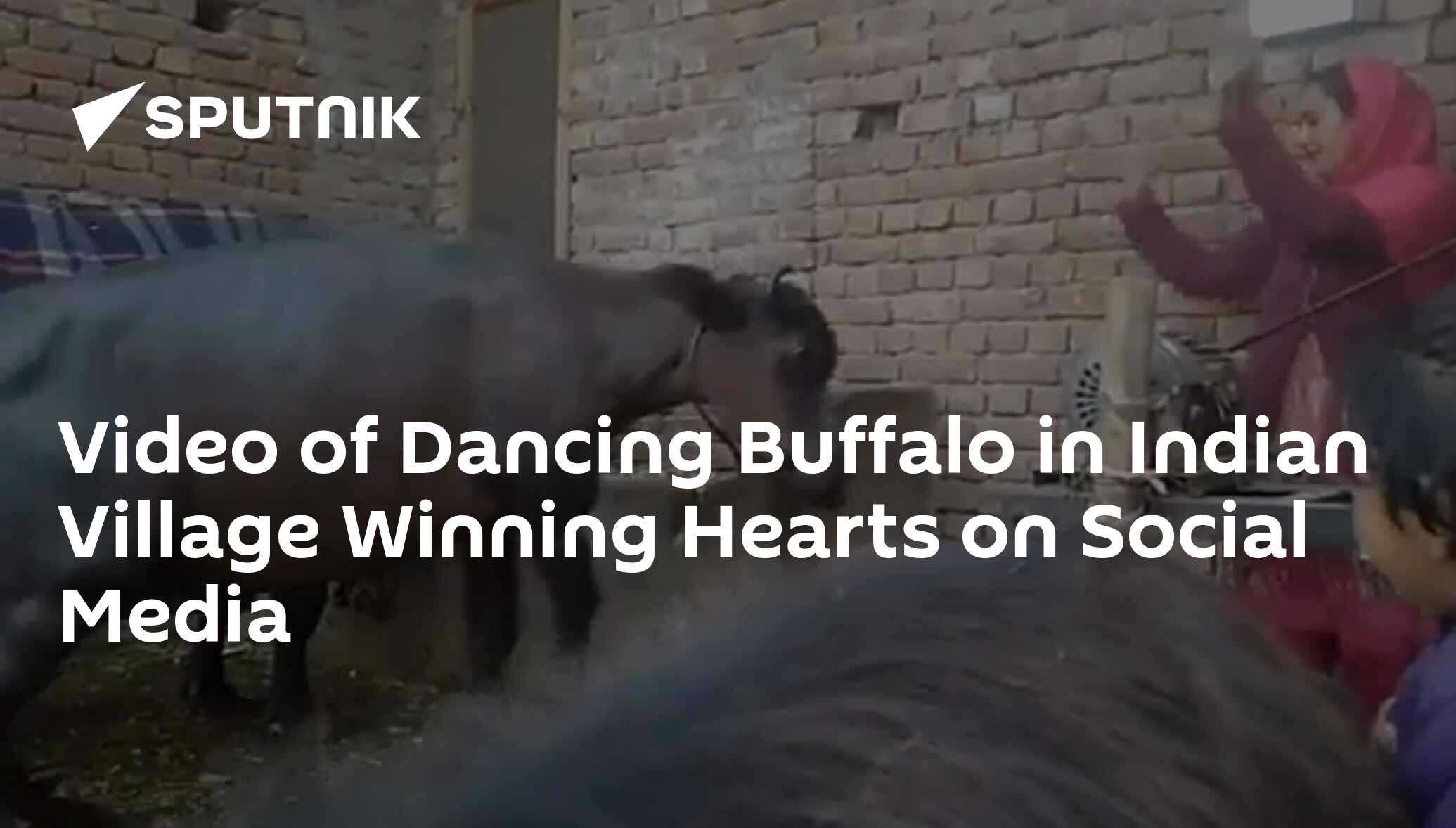 Video of Dancing Buffalo in Indian Village Winning Hearts on Social ...