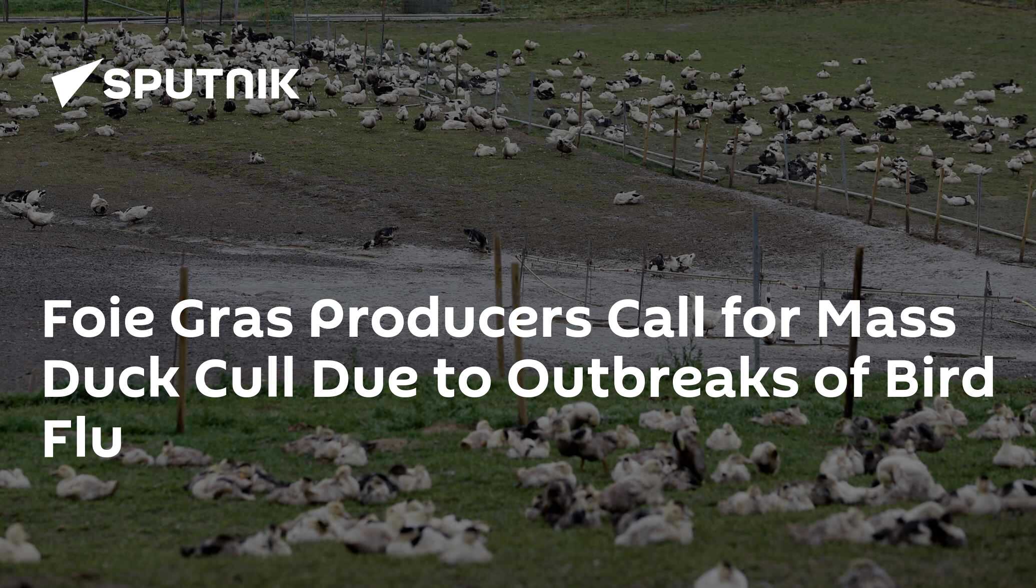 Foie Gras Producers Call for Mass Duck Cull Due to Outbreaks of Bird Flu