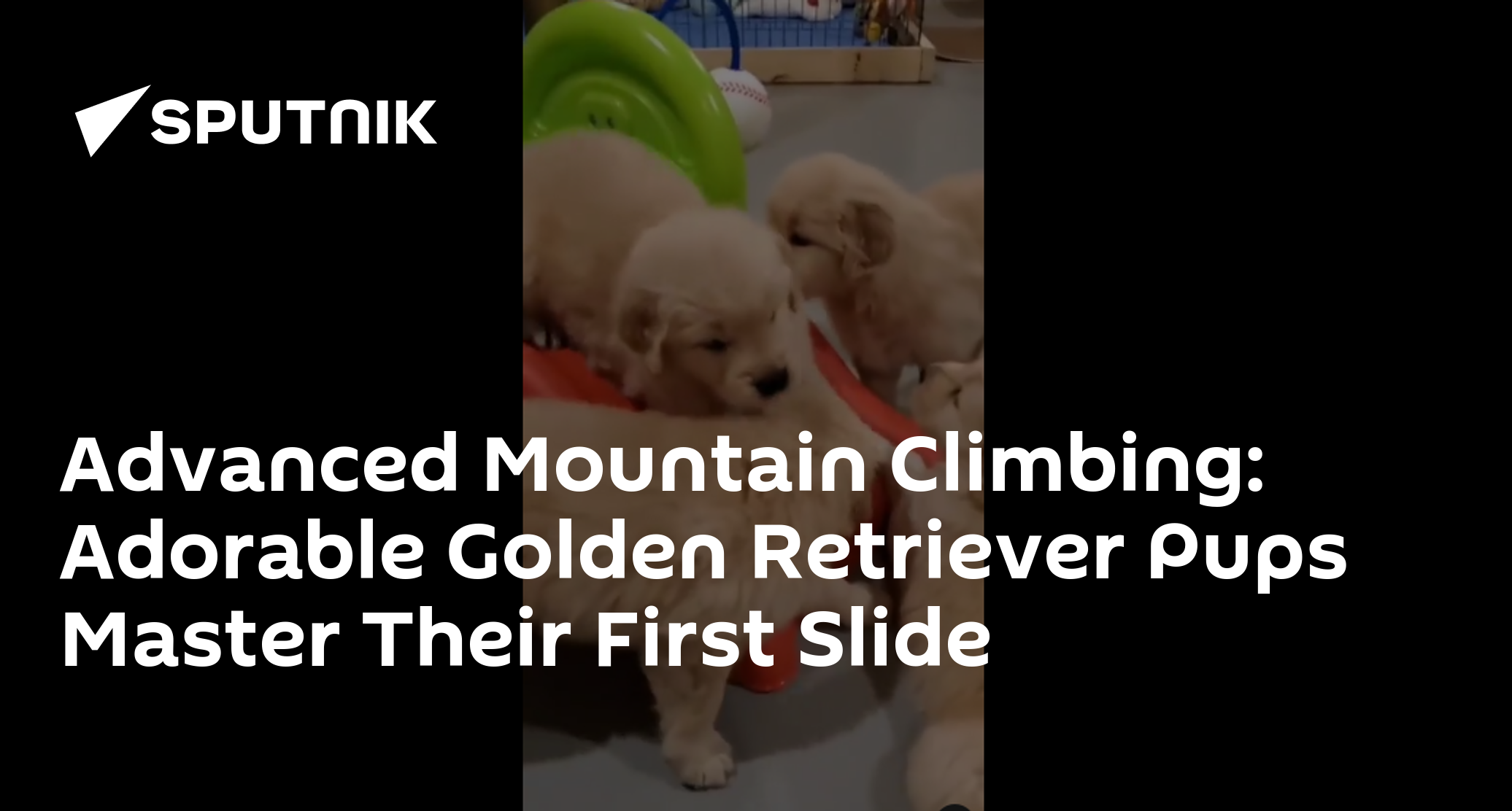 Advanced Mountain Climbing: Adorable Golden Retriever Pups Master Their ...
