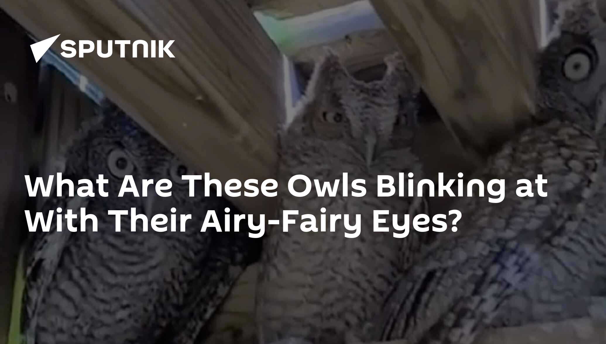 What Are These Owls Blinking at With Their Airy-Fairy Eyes? - 15.01. ...