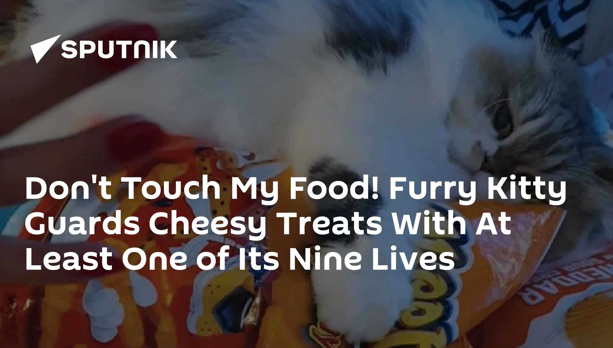 Don't Touch My Food! Furry Kitty Guards Cheesy Treats With At Least One ...