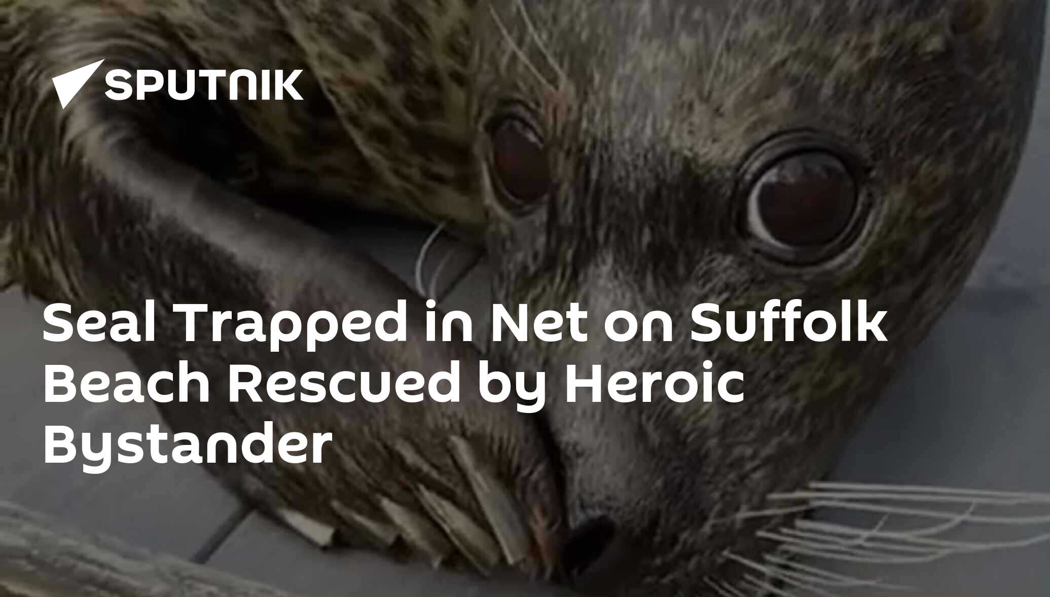 Seal Trapped in Net on Suffolk Beach Rescued by Heroic Bystander - 24. ...