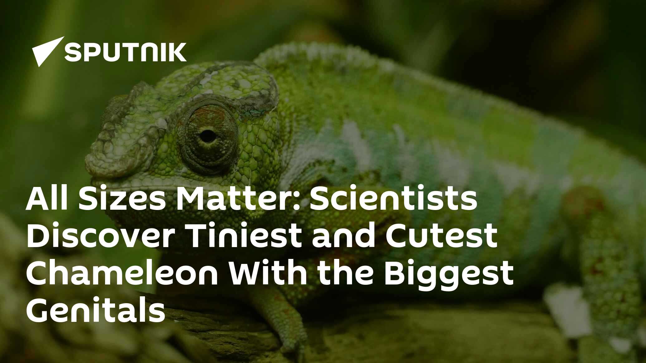 All Sizes Matter: Scientists Discover Tiniest and Cutest Chameleon With ...