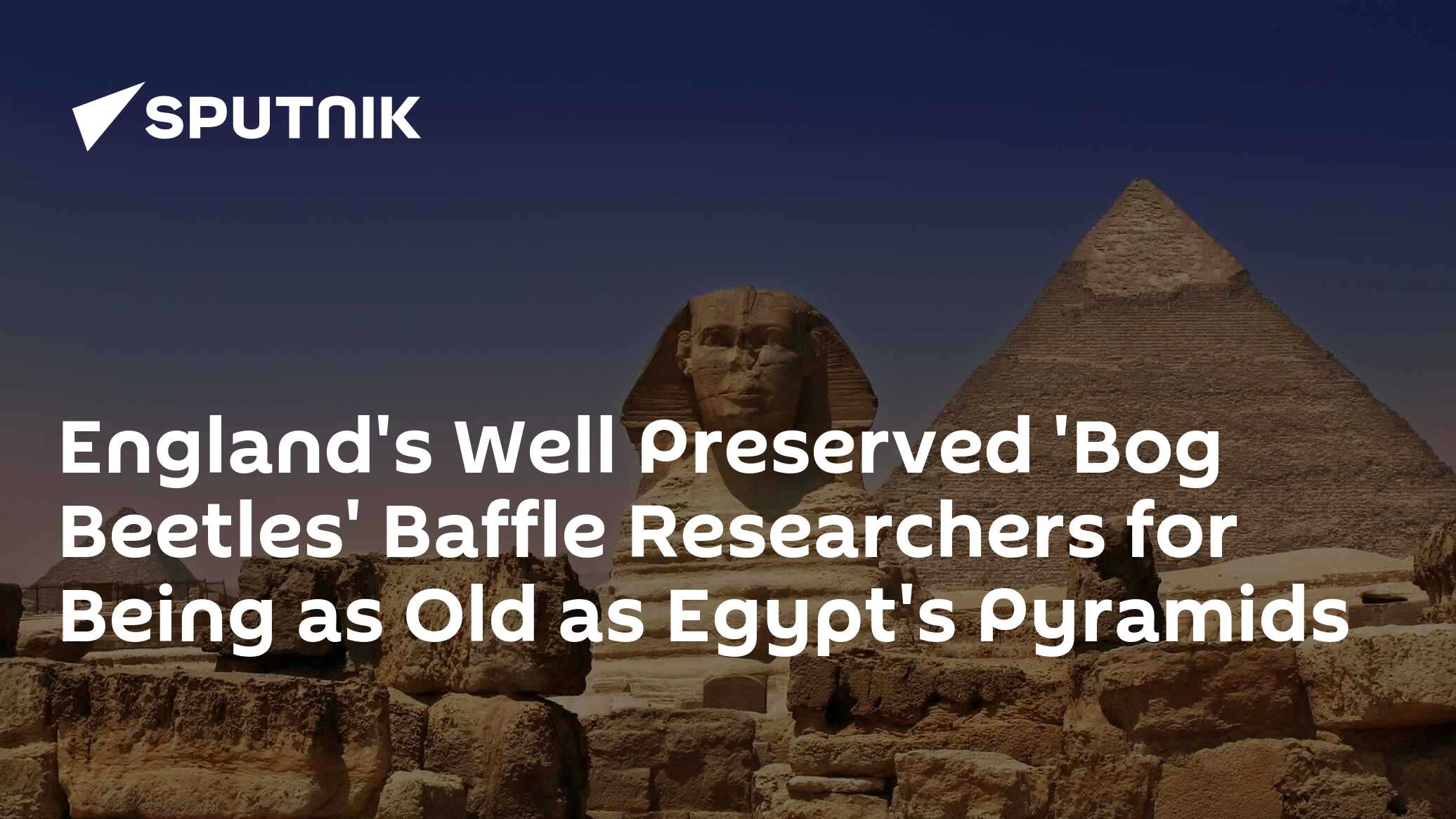 England's Well Preserved 'Bog Beetles' Baffle Researchers for Being as ...