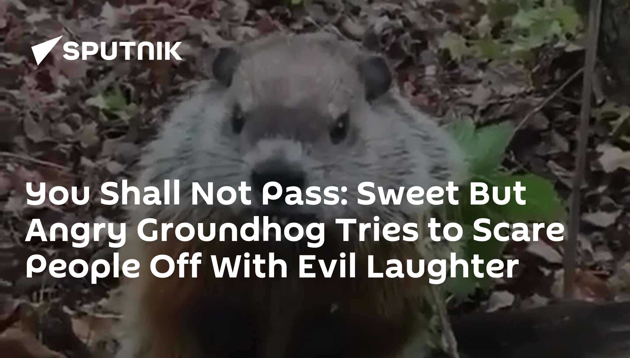 You Shall Not Pass: Sweet But Angry Groundhog Tries to Scare People Off ...