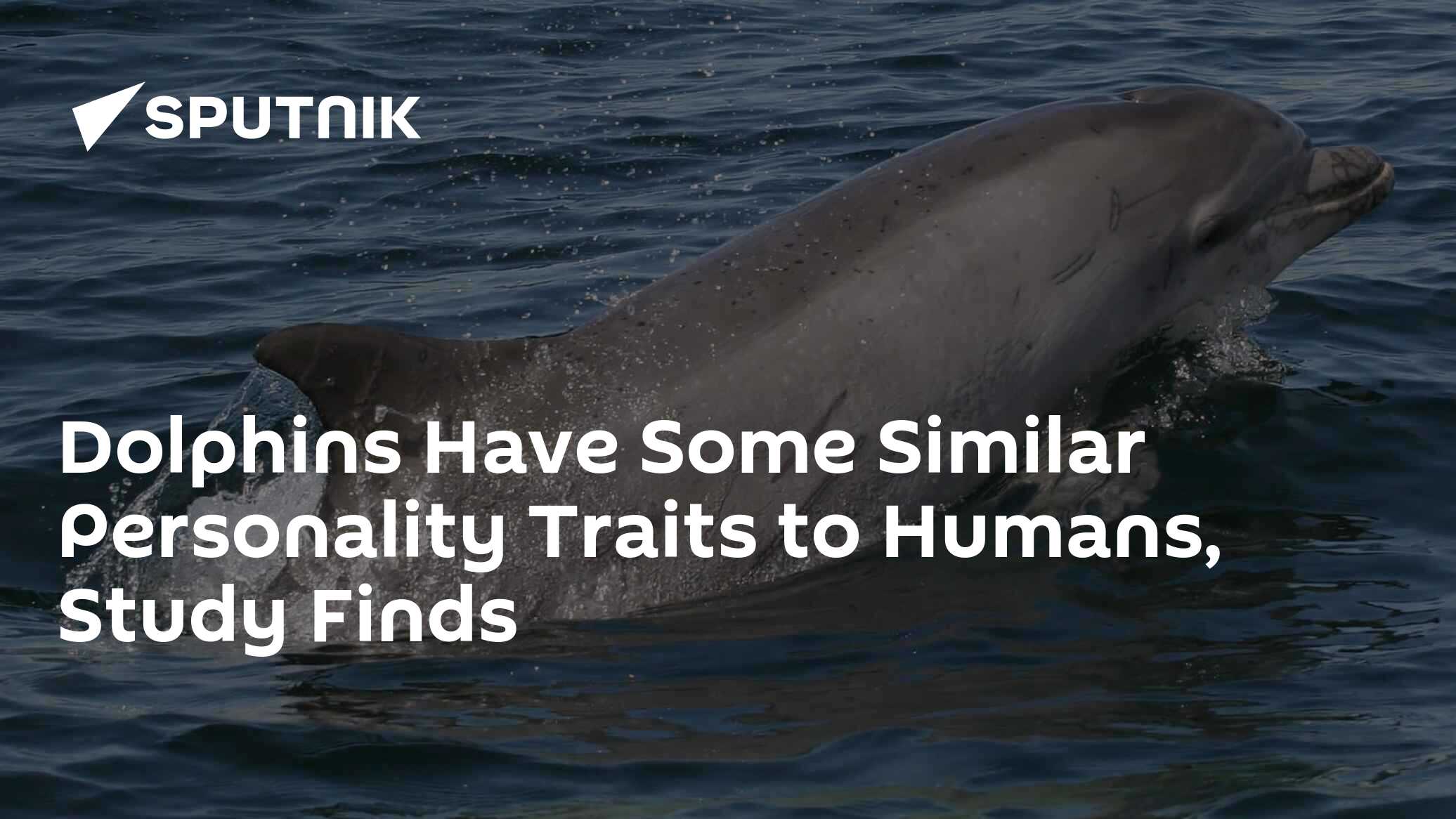 Dolphins Have Some Similar Personality Traits to Humans, Study Finds