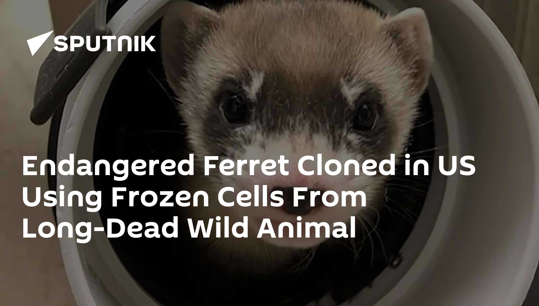 Endangered Ferret Cloned in US Using Frozen Cells From Long-Dead Wild ...