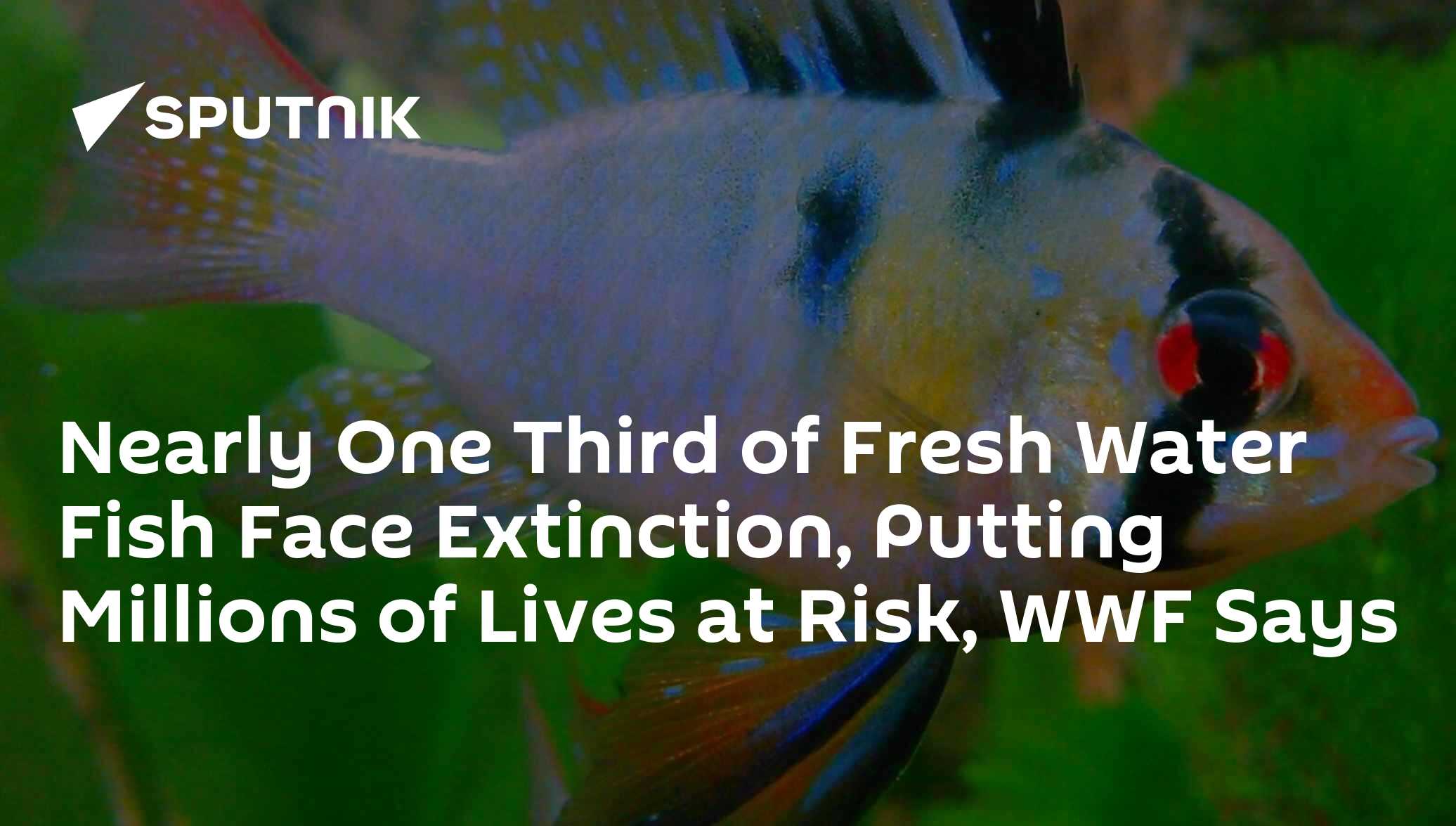 Nearly One Third of Fresh Water Fish Face Extinction, Putting Millions ...