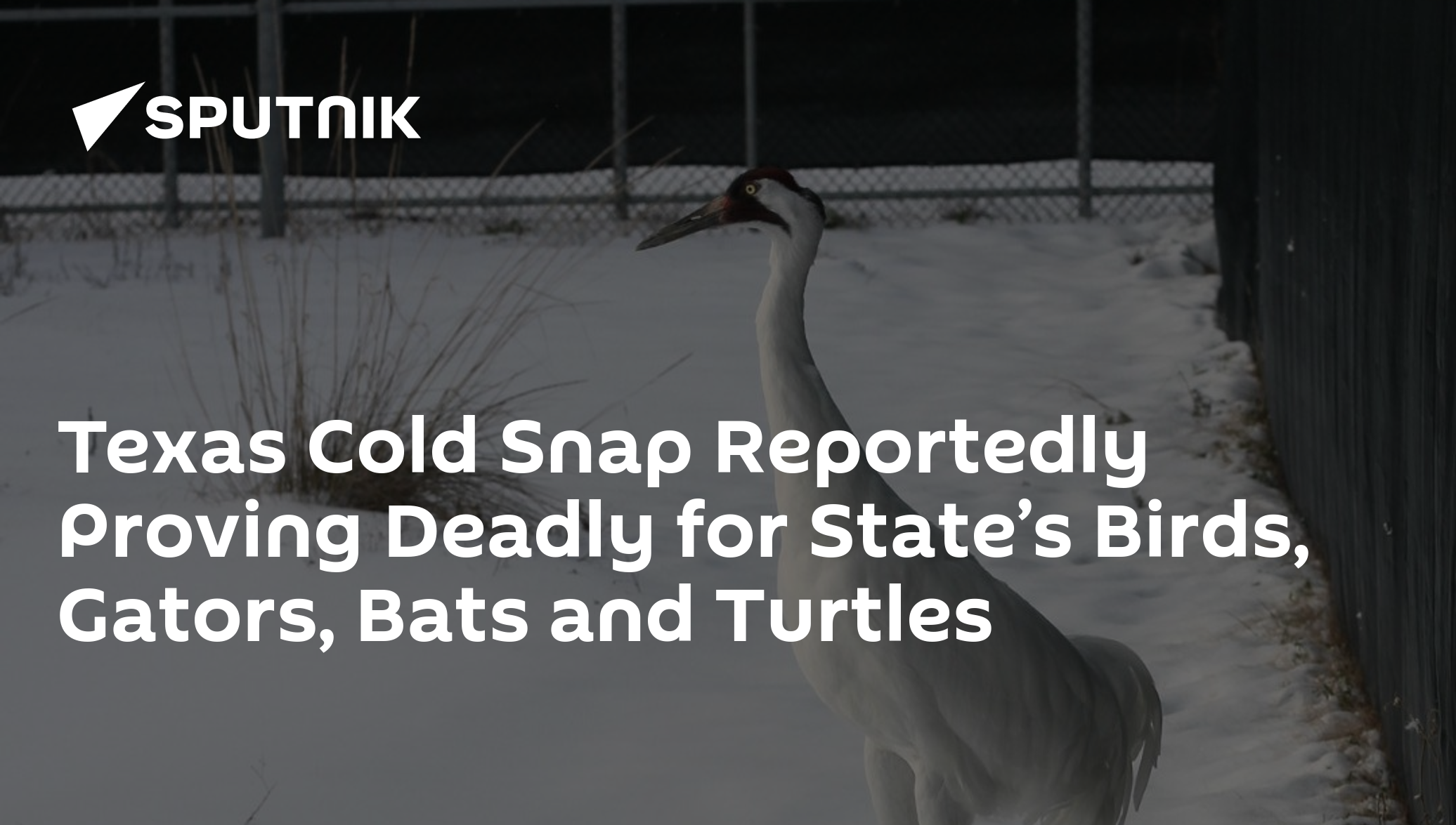 Texas Cold Snap Reportedly Proving Deadly for State’s Birds, Gators ...