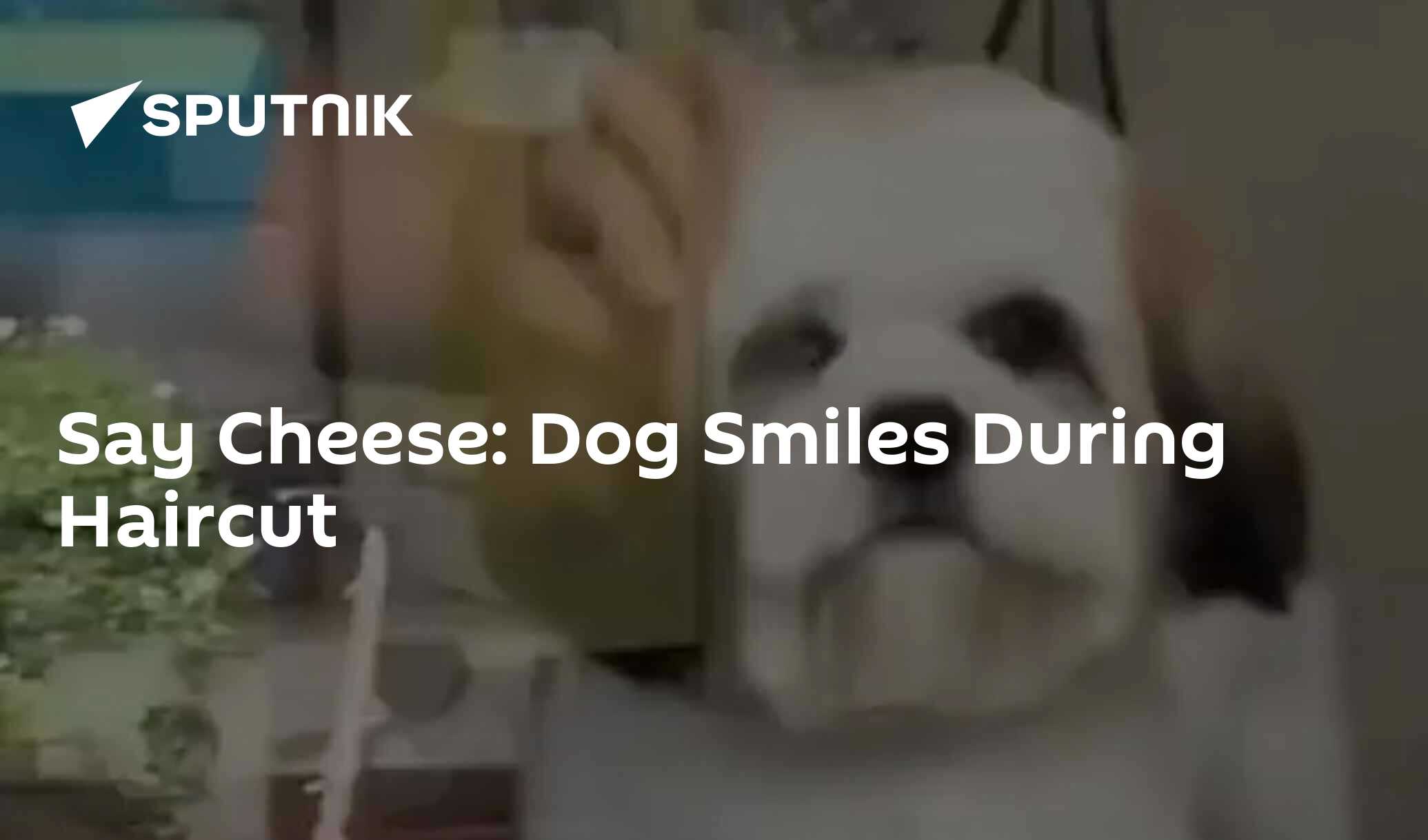 Say Cheese: Dog Smiles During Haircut