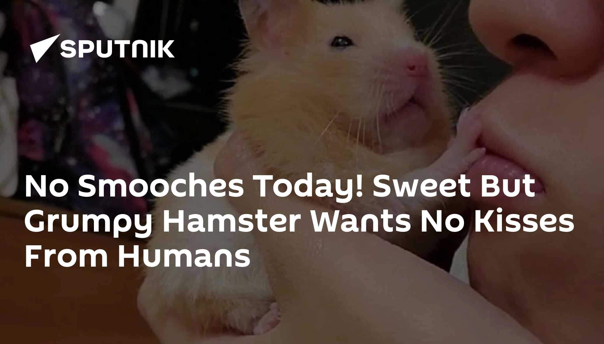 No Smooches Today! Sweet But Grumpy Hamster Wants No Kisses From Humans