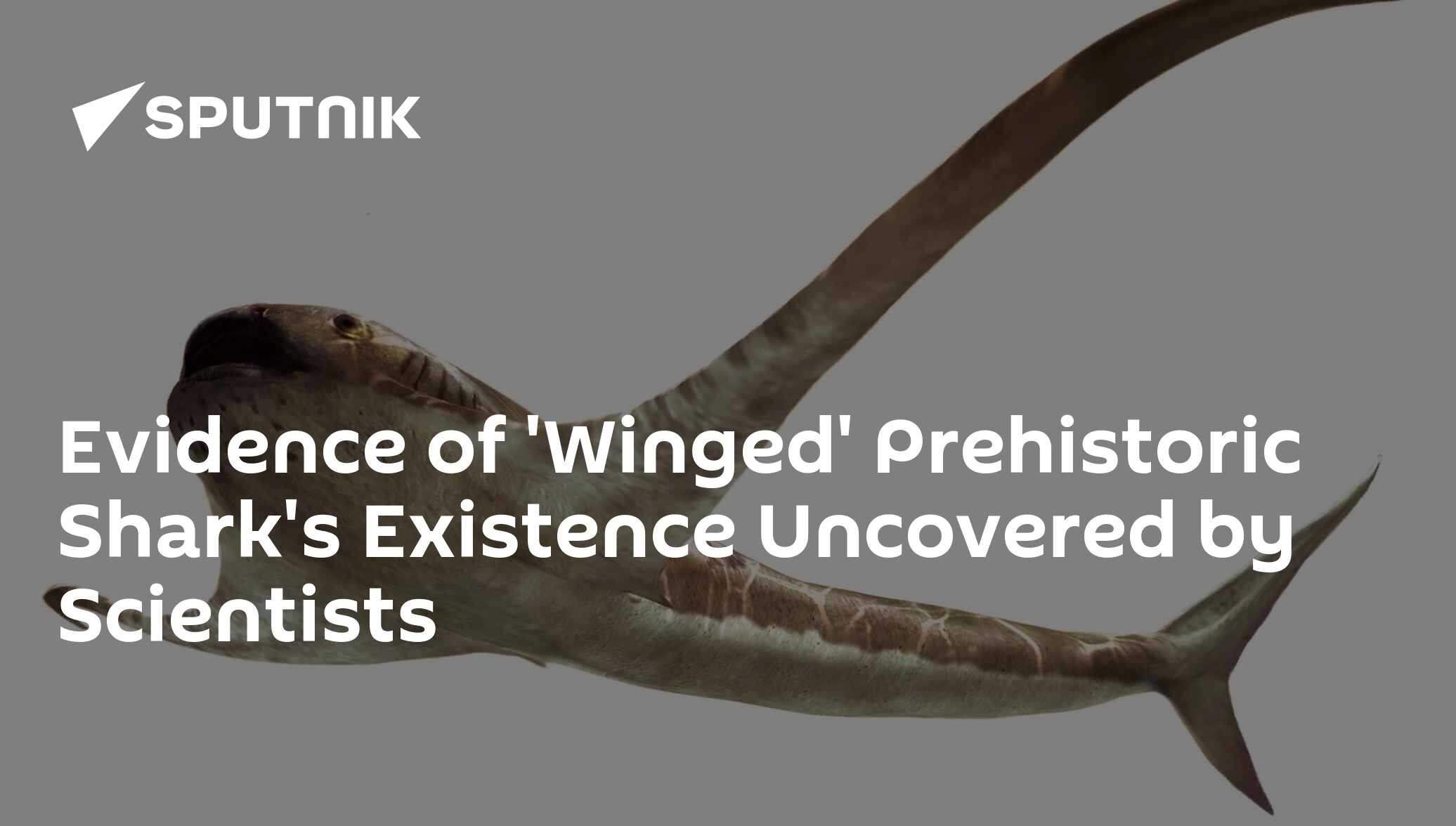 Evidence of 'Winged' Prehistoric Shark's Existence Uncovered by Scientists