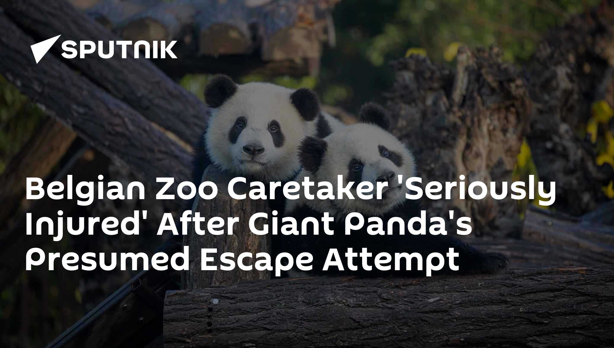 Belgian Zoo Caretaker 'Seriously Injured' After Giant Panda's Presumed ...