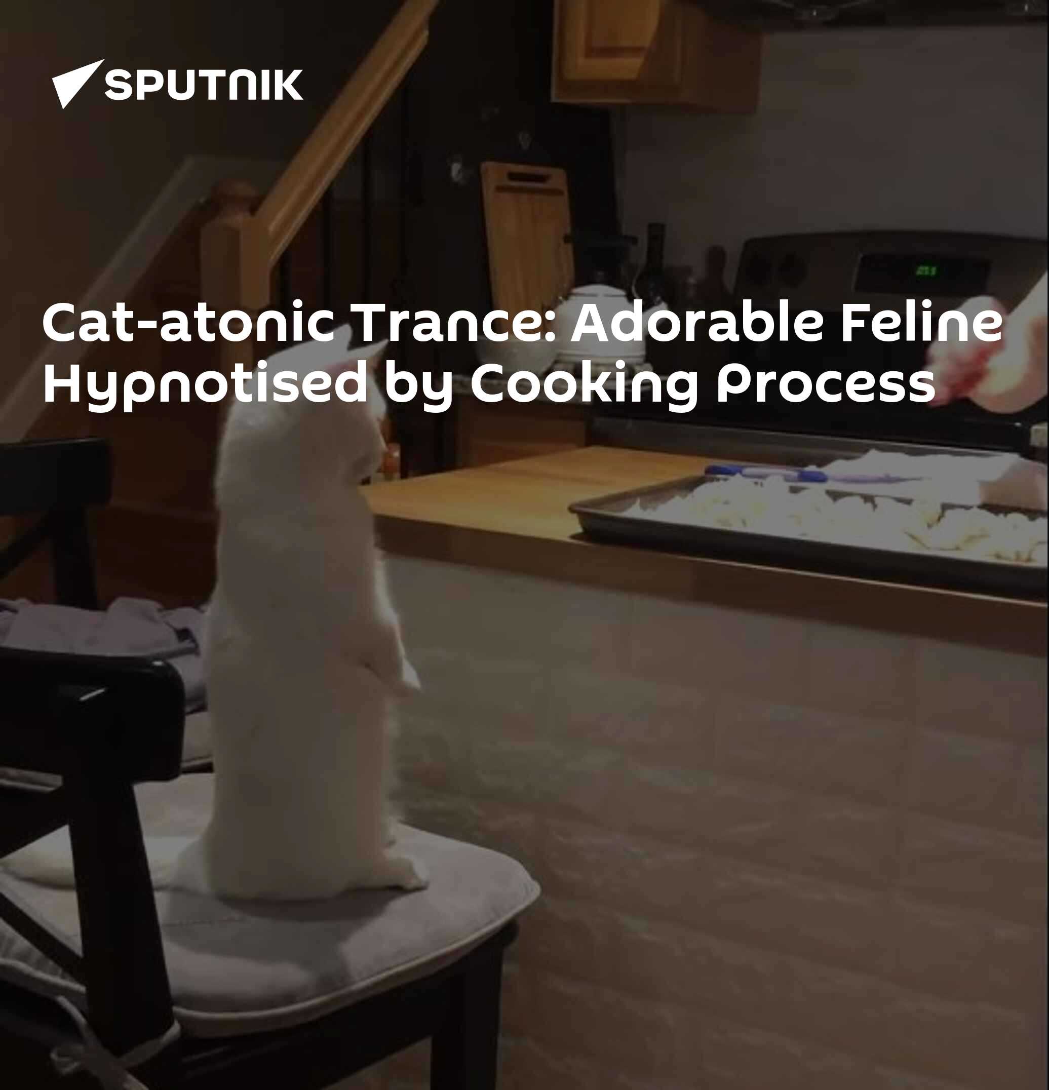 Cat-atonic Trance: Adorable Feline Hypnotised by Cooking Process - 02. ...