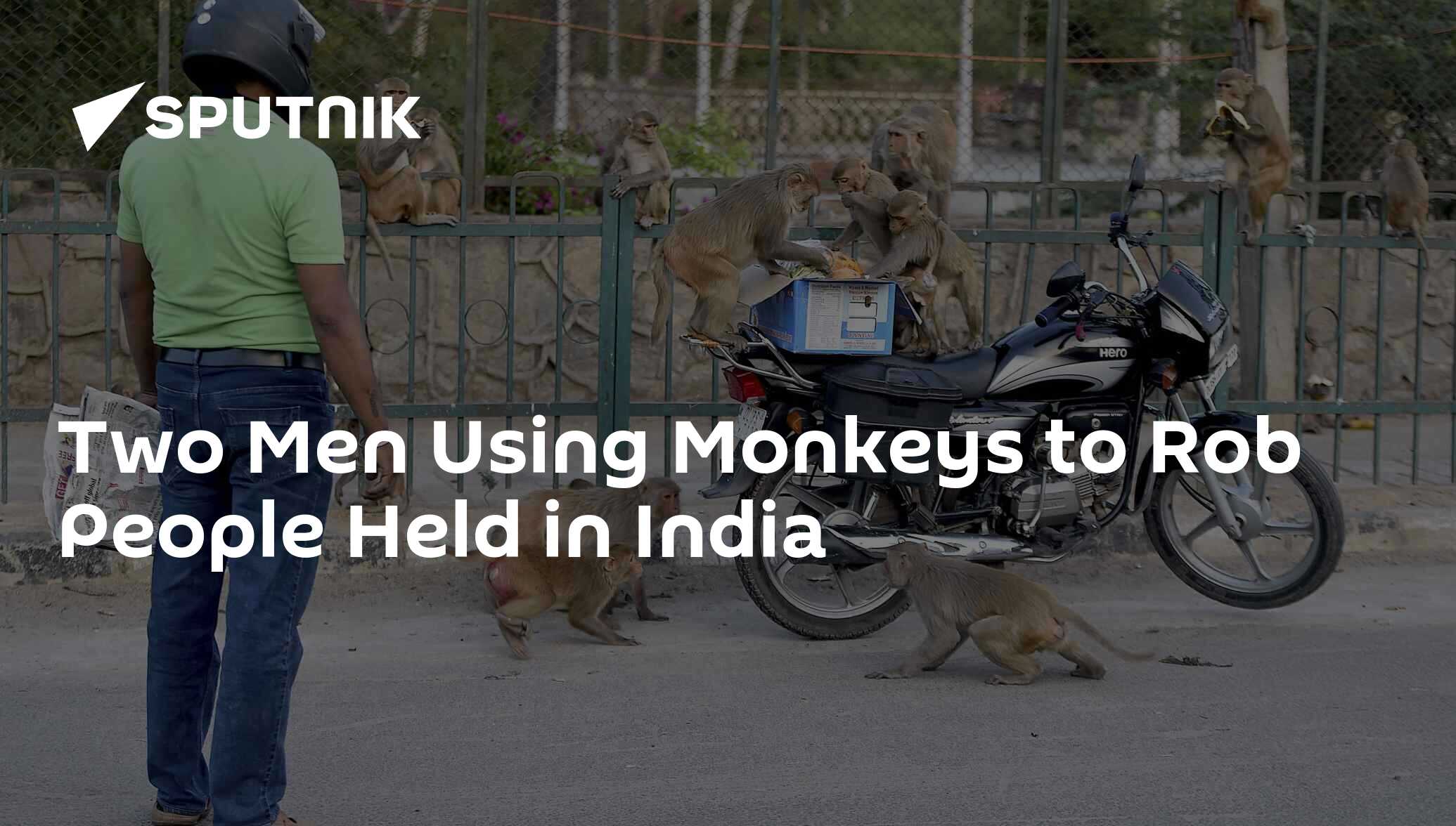 Two Men Using Monkeys to Rob People Held in India - 09.04.2021, Sputnik ...