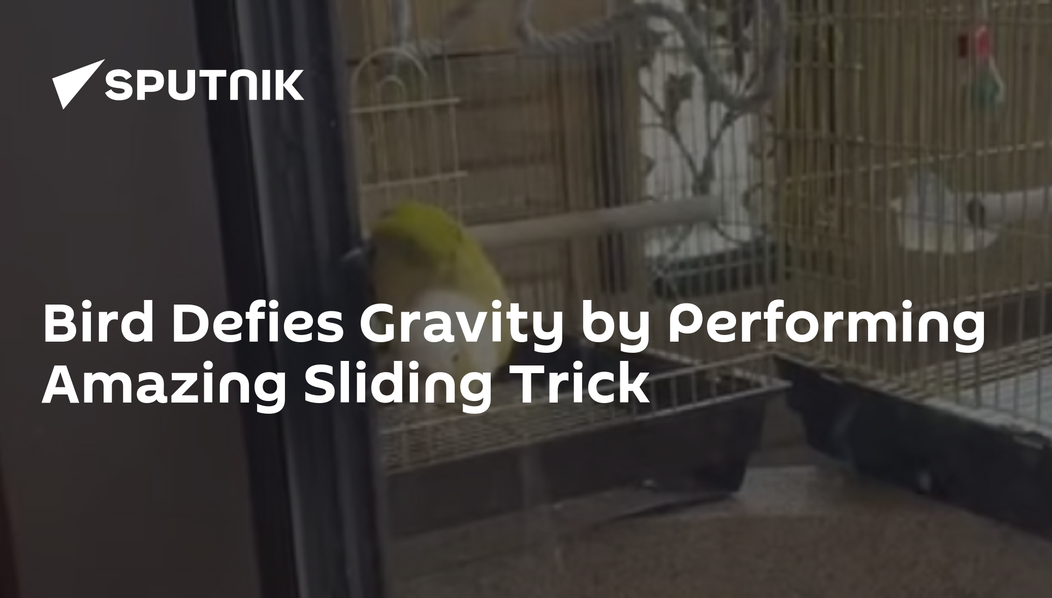 Bird Defies Gravity by Performing Amazing Sliding Trick