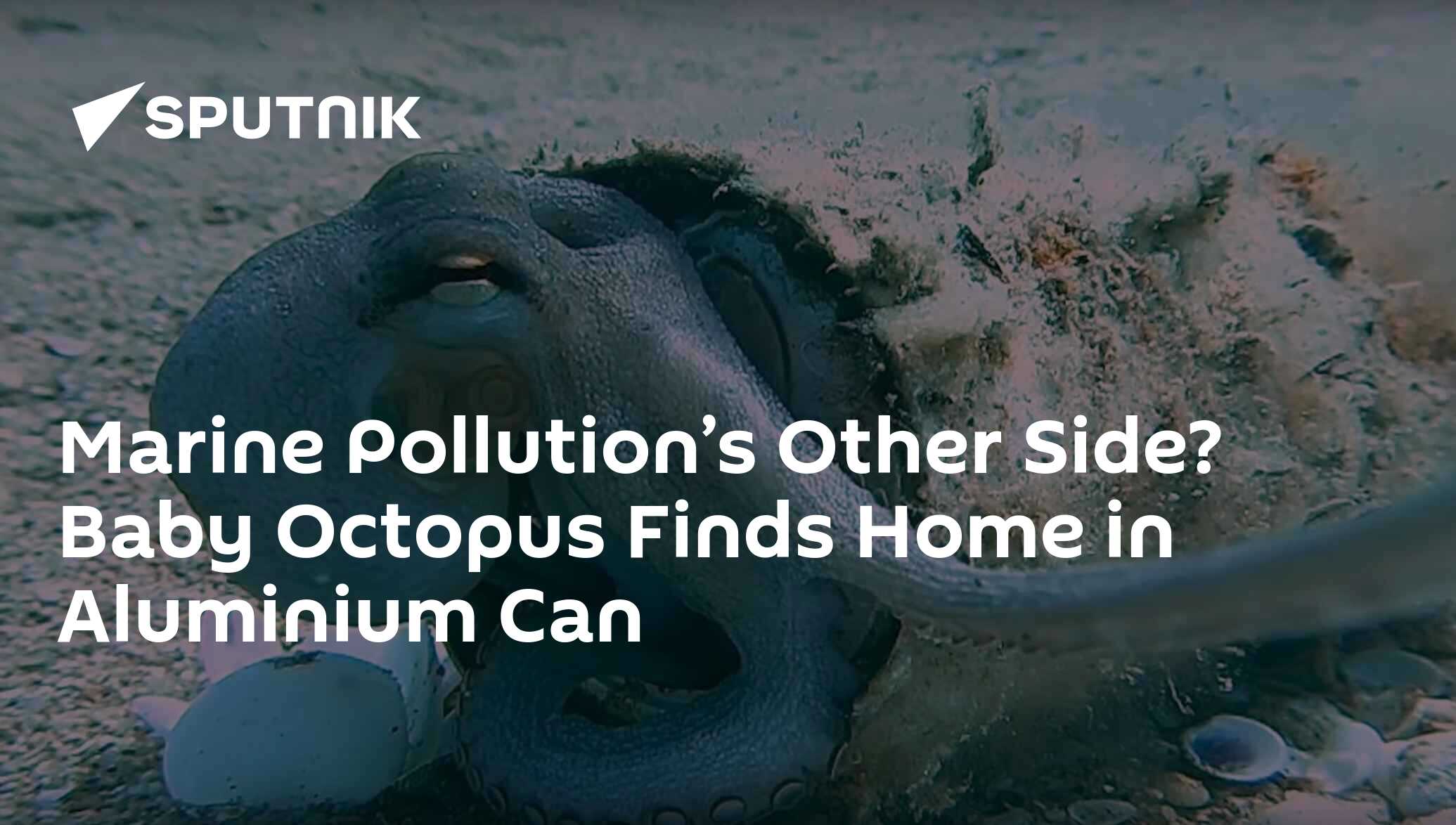 Marine Pollution’s Other Side? Baby Octopus Finds Home in Aluminium Can