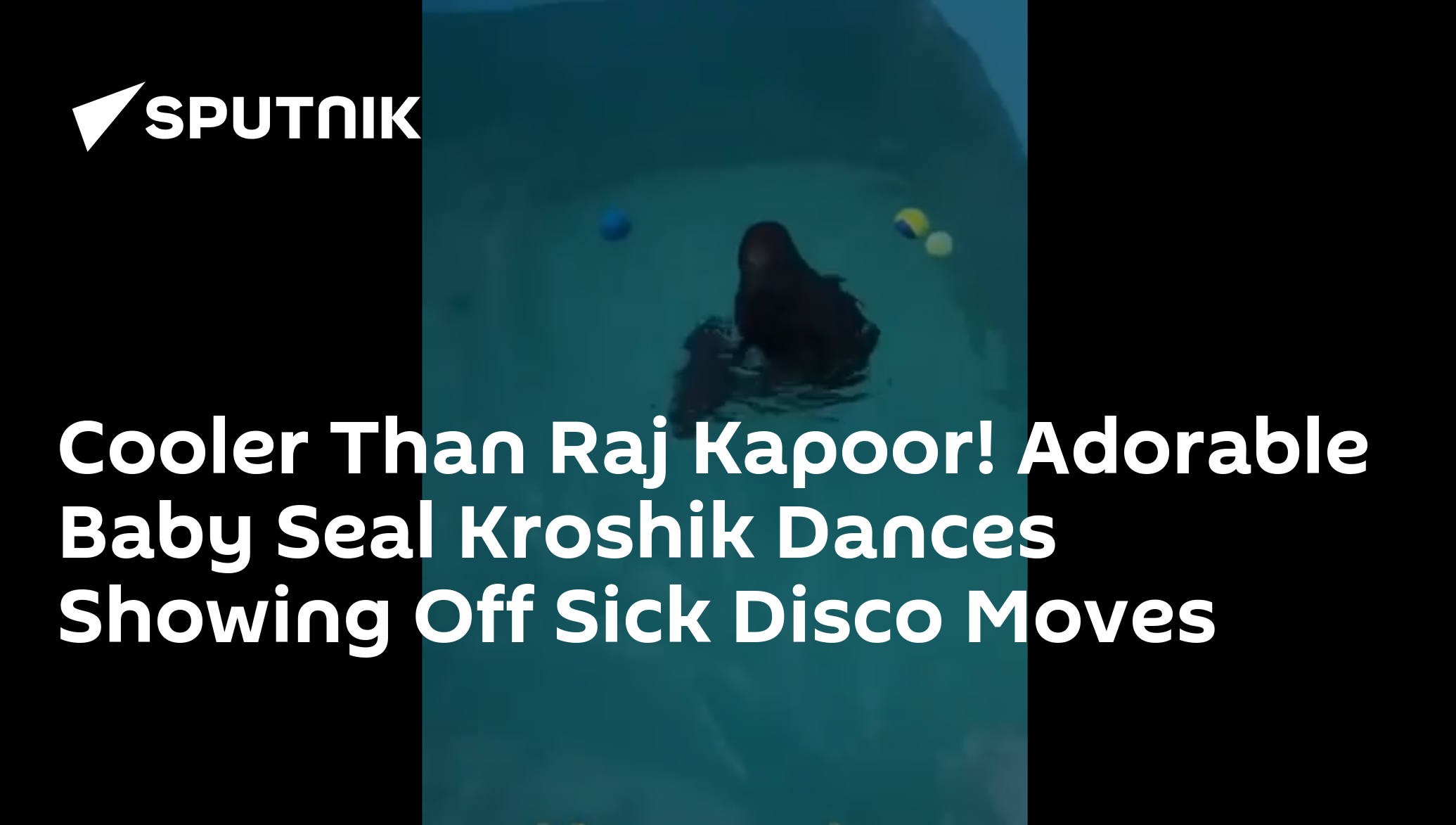 Cooler Than Raj Kapoor! Adorable Baby Seal Kroshik Dances Showing Off ...