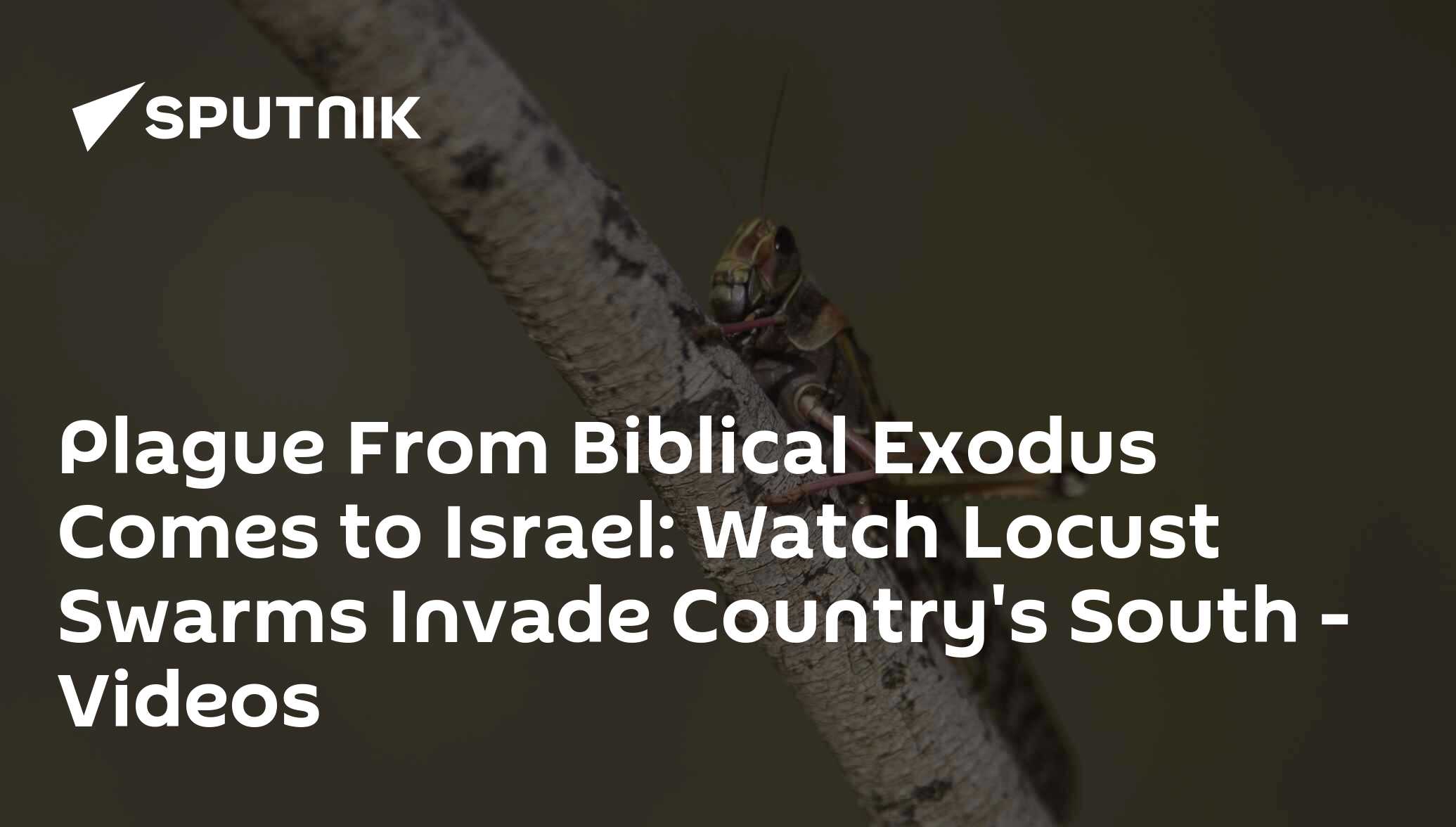 Plague From Biblical Exodus Comes to Israel: Watch Locust Swarms Invade ...